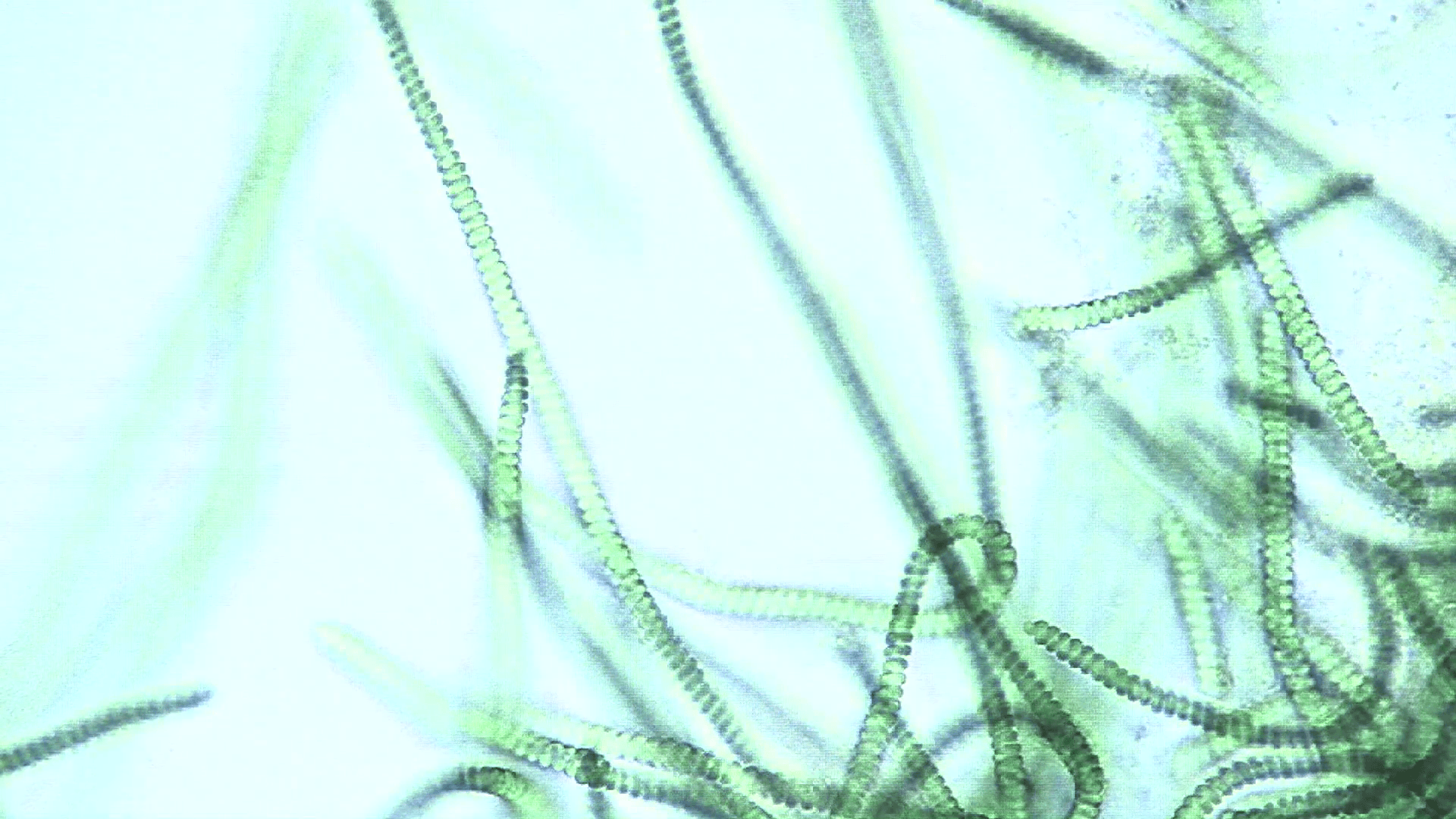 Cyanophyta Wallpapers Wallpaper Cave