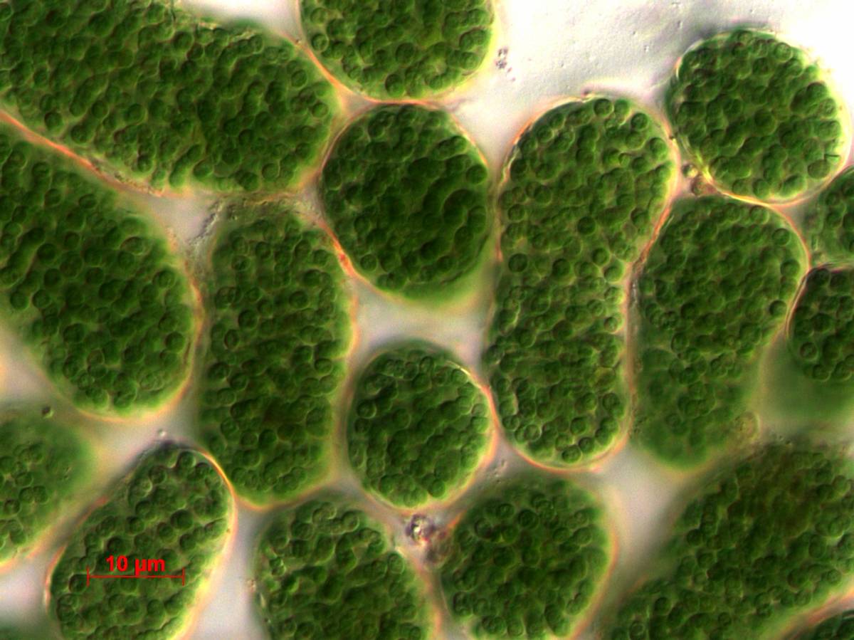 Cyanophyta Wallpapers - Wallpaper Cave