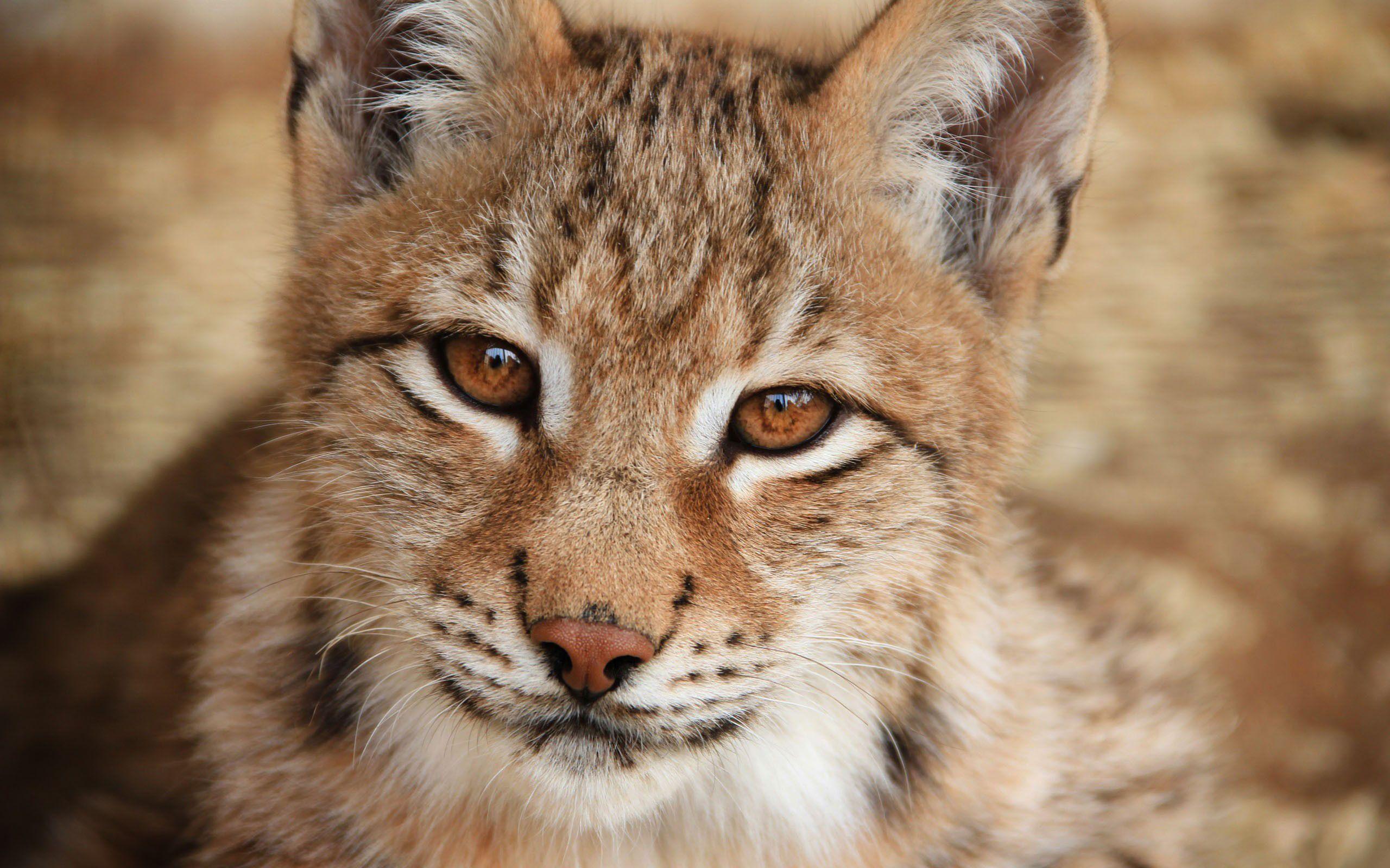 Bobcat Close Up Wallpapers - Wallpaper Cave