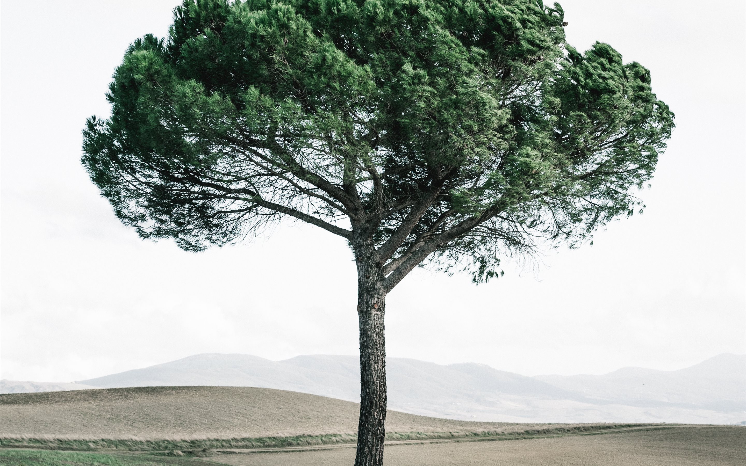 Dreamy Tree Wallpapers - Wallpaper Cave