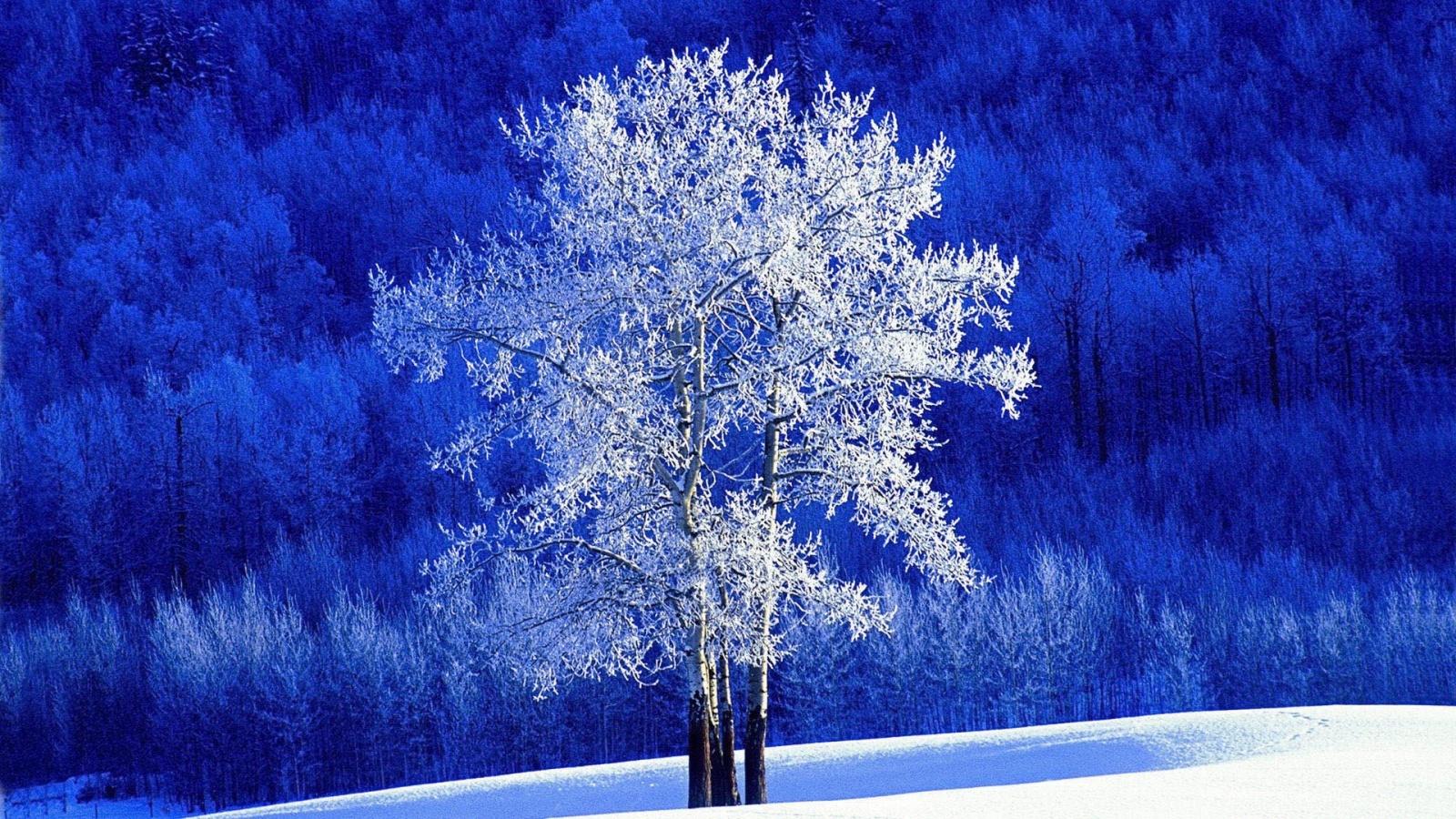 Dreamy Tree Wallpapers - Wallpaper Cave