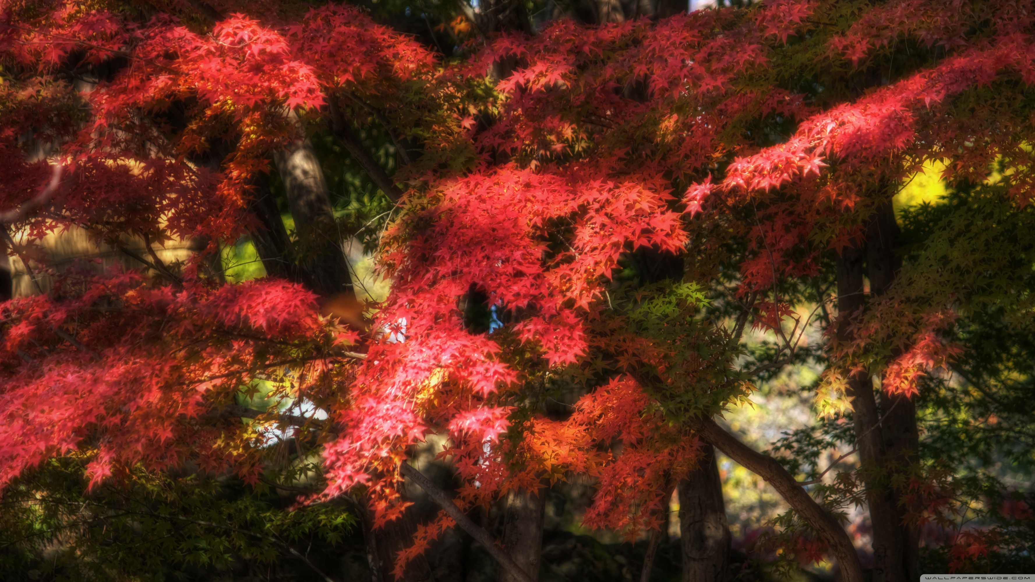 Dreamy Tree Wallpapers - Wallpaper Cave