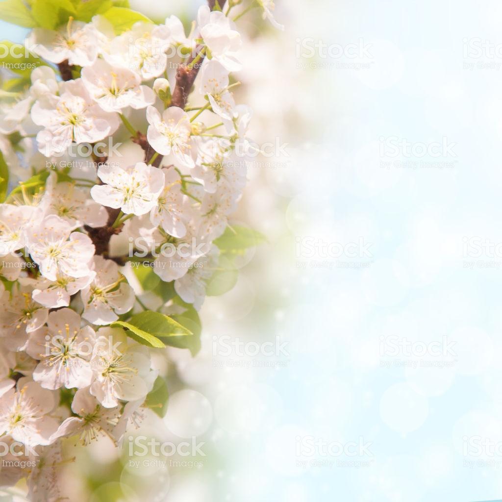 Blooming Gardens Wallpapers - Wallpaper Cave