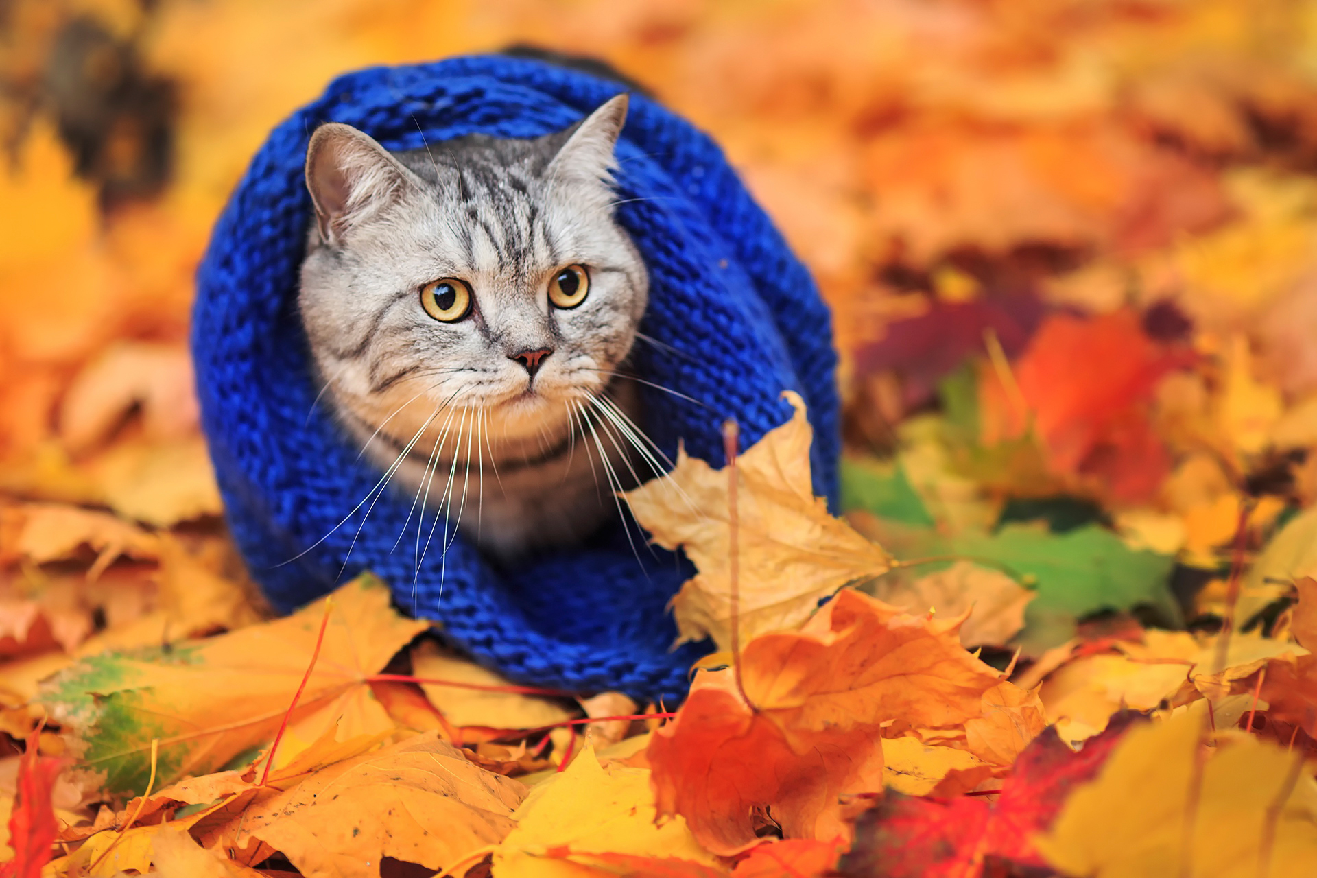 Autumn Kitten Wallpapers - Wallpaper Cave
