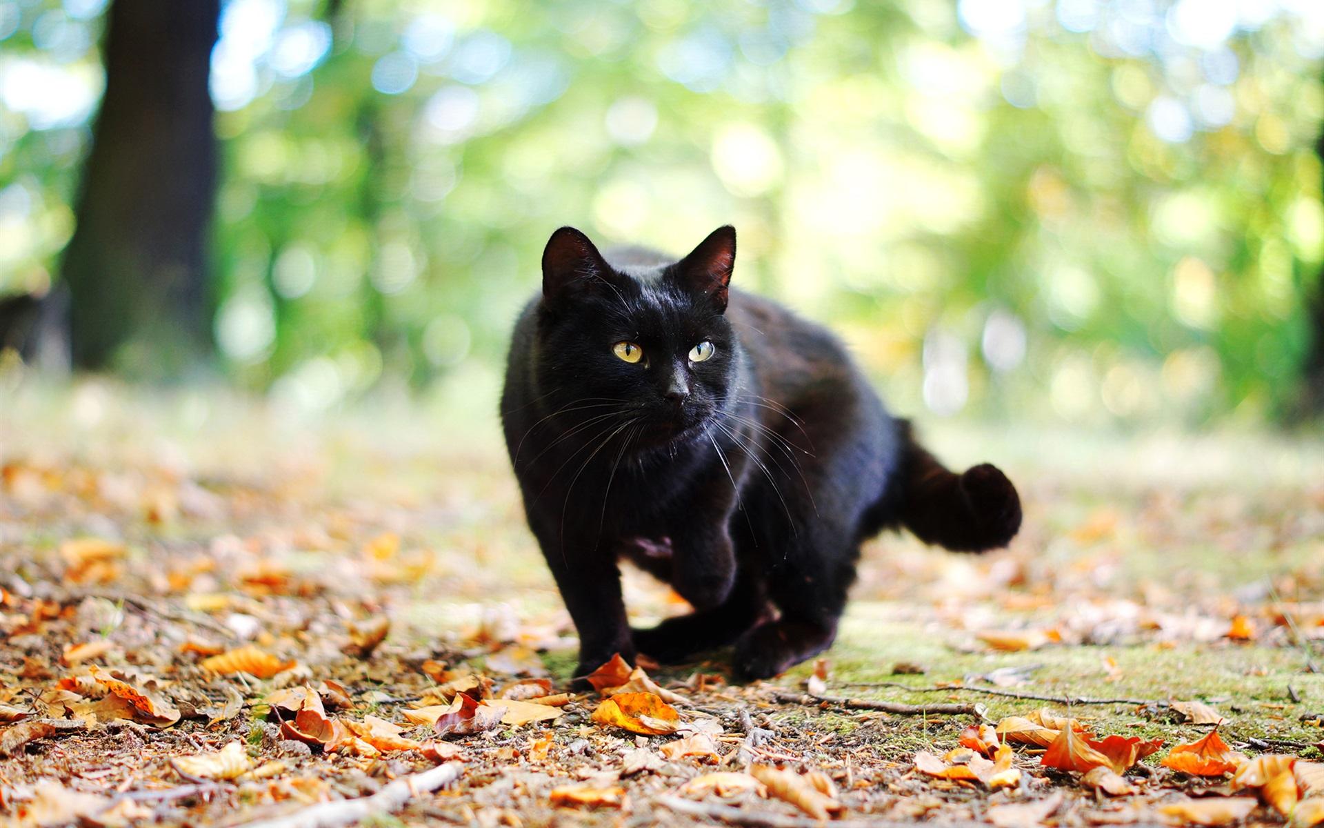 Black Cat Autumn Wallpapers - Wallpaper Cave