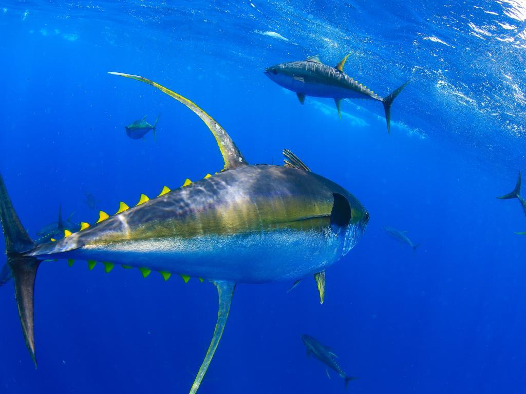 Yellowfin Tuna Wallpapers - Wallpaper Cave