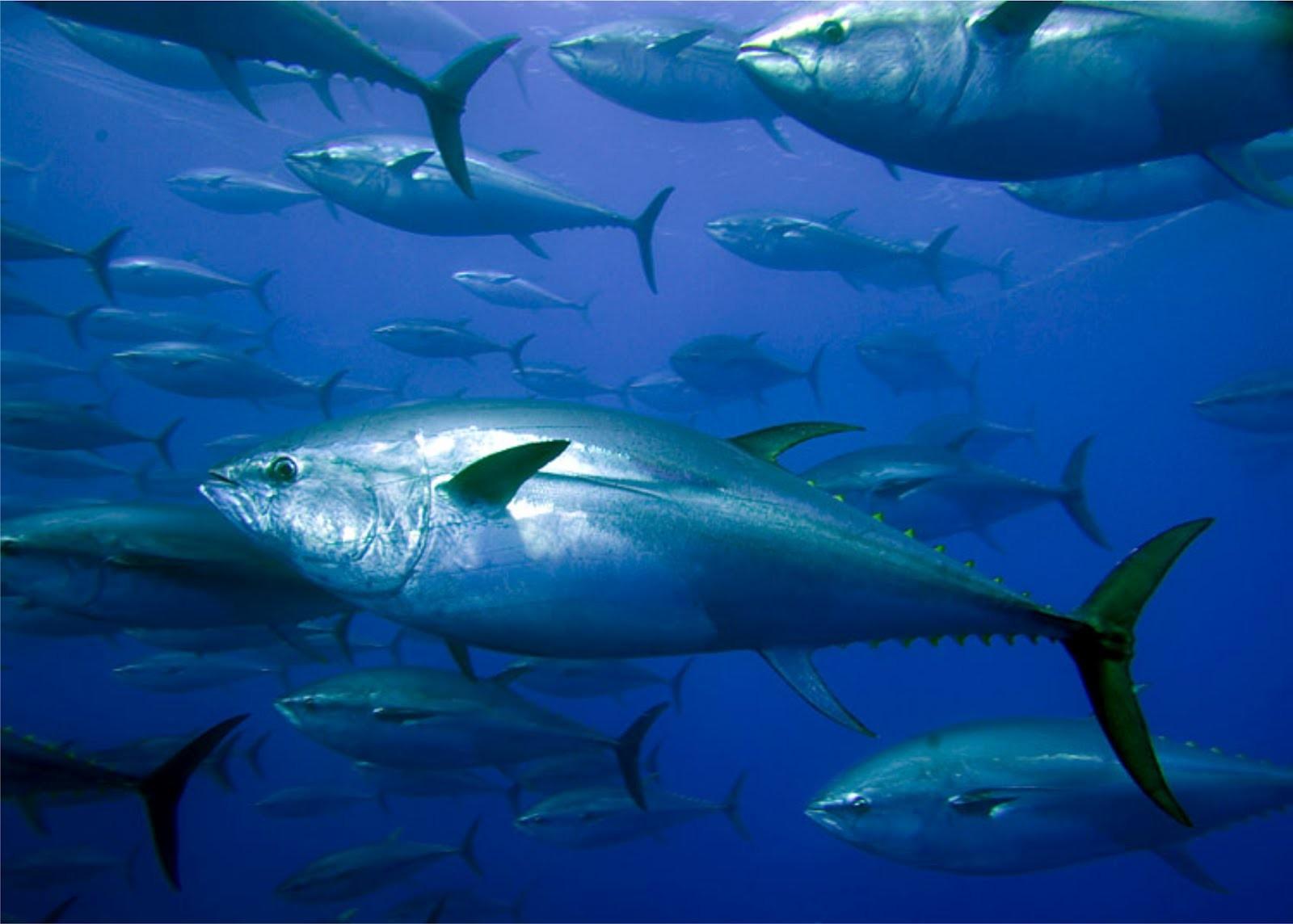 Yellowfin Tuna Wallpapers - Wallpaper Cave
