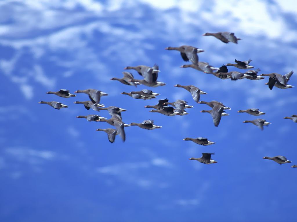 Flying High Wallpapers - Wallpaper Cave