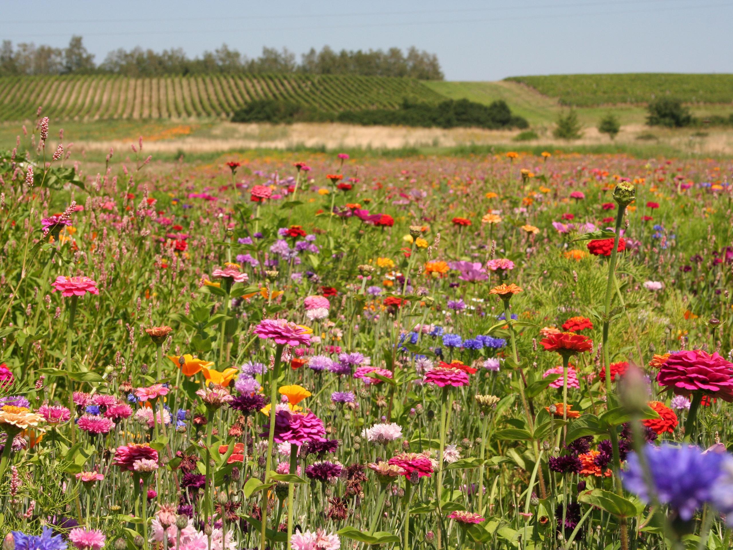 Meadow Flowers Wallpapers - Wallpaper Cave