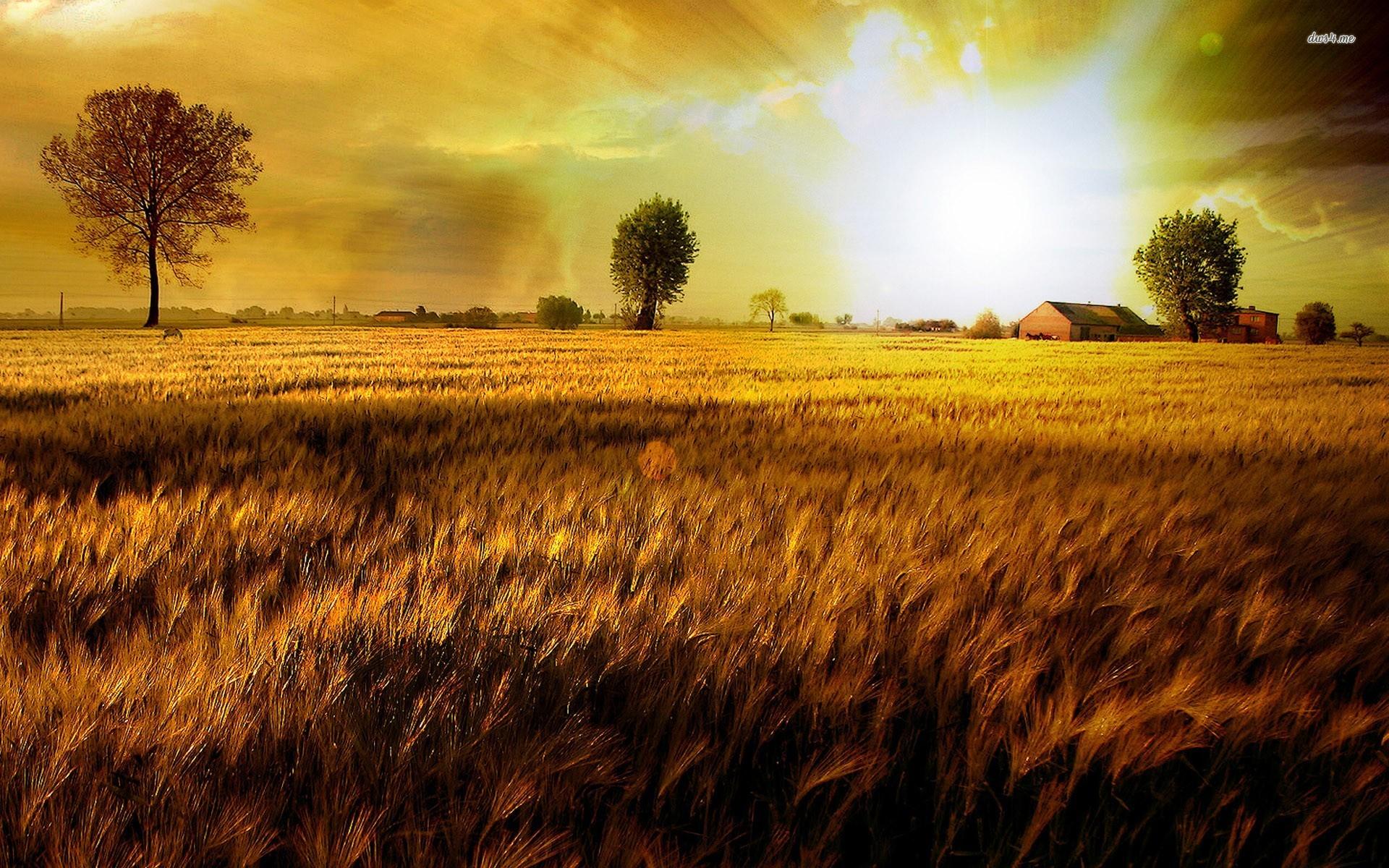 Fields Of Wheat Wallpapers - Wallpaper Cave