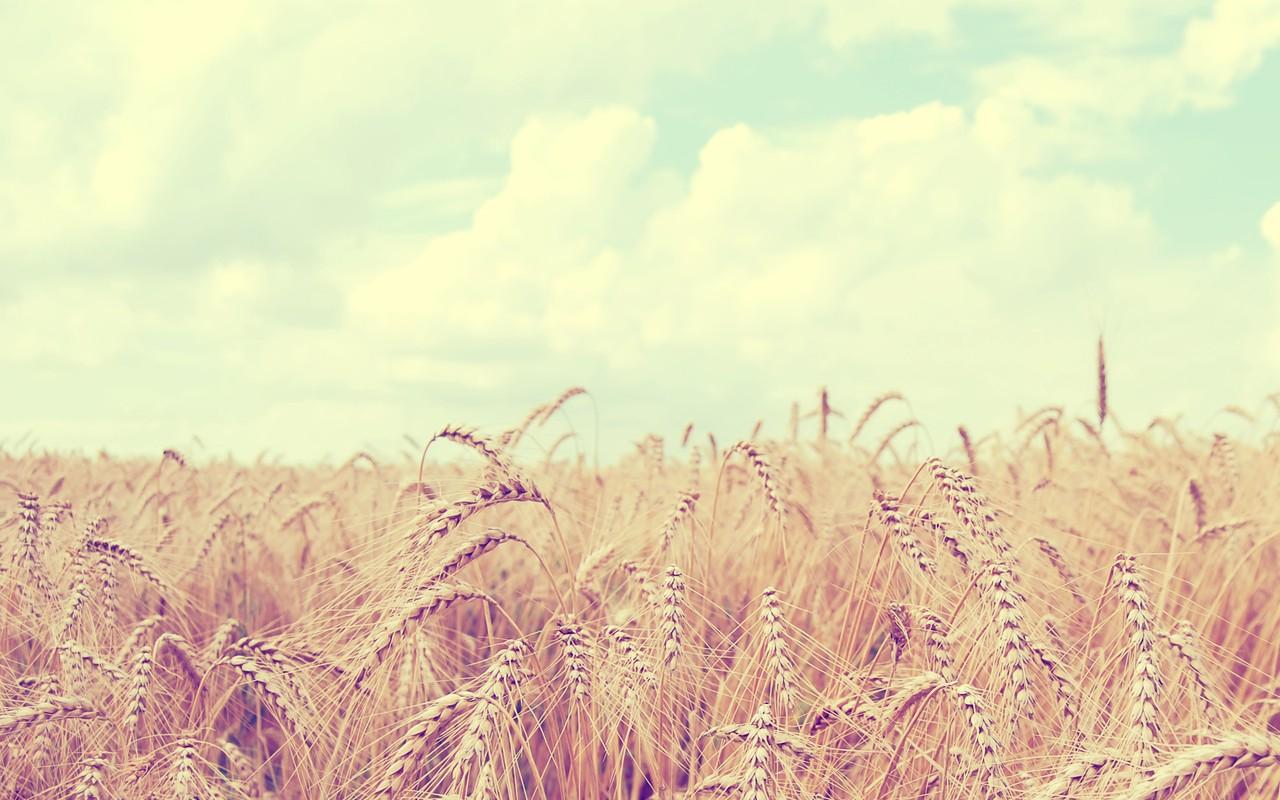Fields Of Wheat Wallpapers - Wallpaper Cave