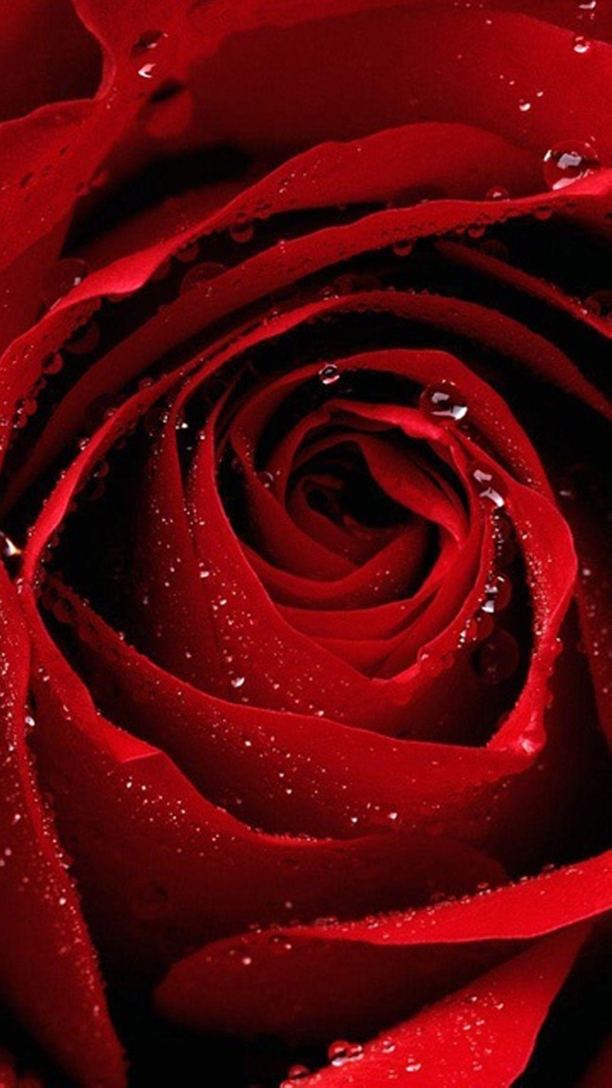 Red Beauty Wallpapers - Wallpaper Cave