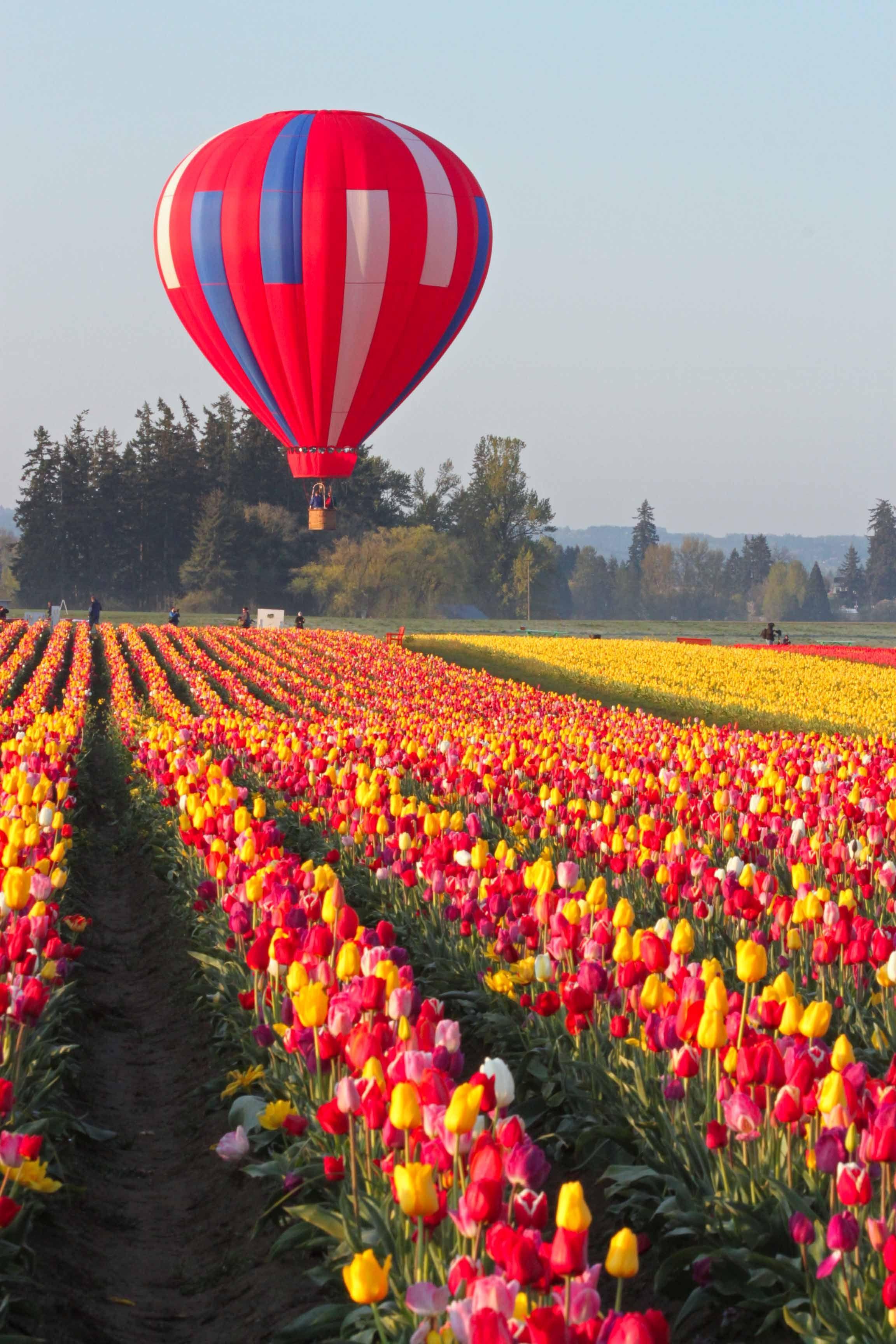 Field Of Tulips And Balloons Wallpapers - Wallpaper Cave