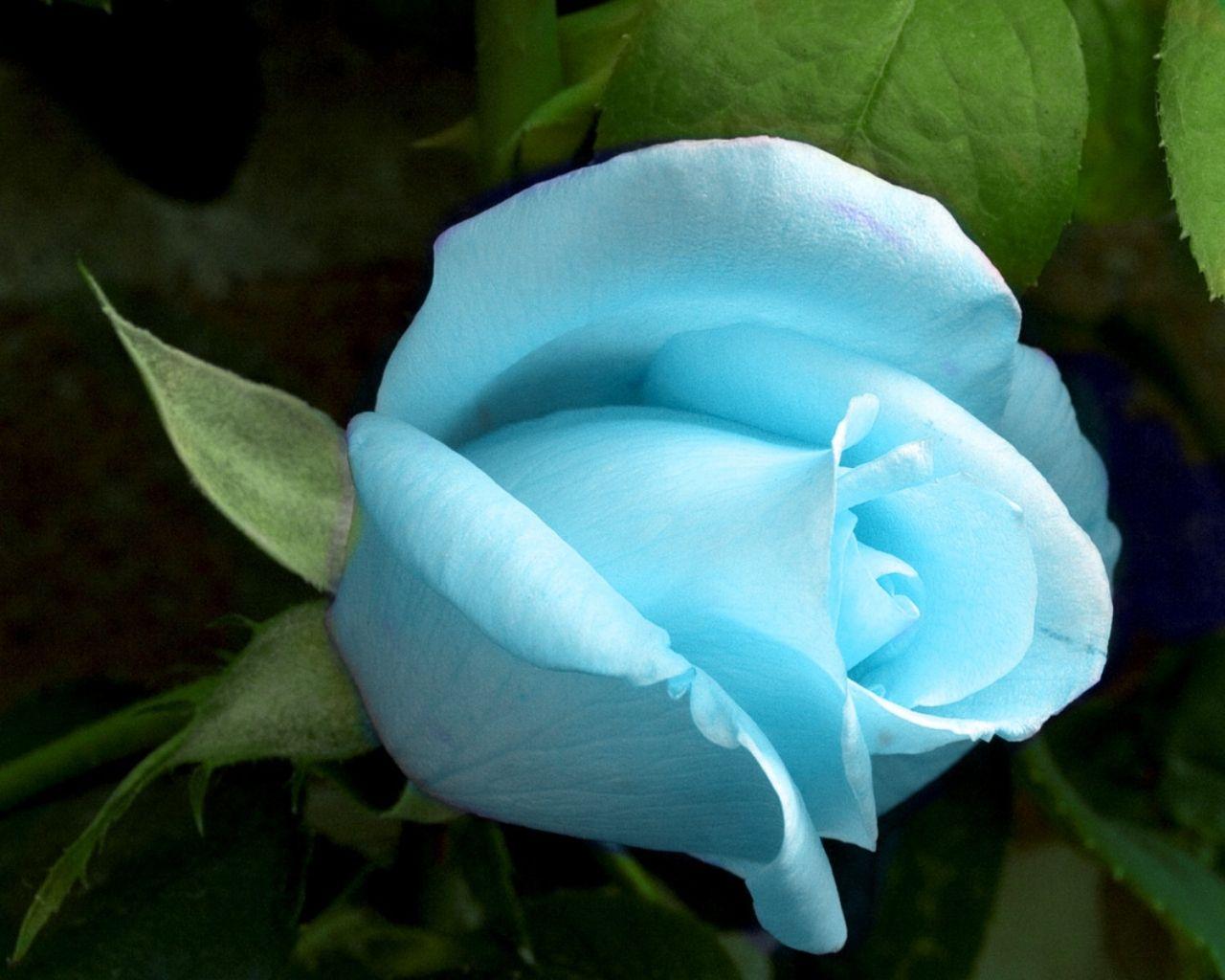 Fairy Blue Flower Wallpapers - Wallpaper Cave