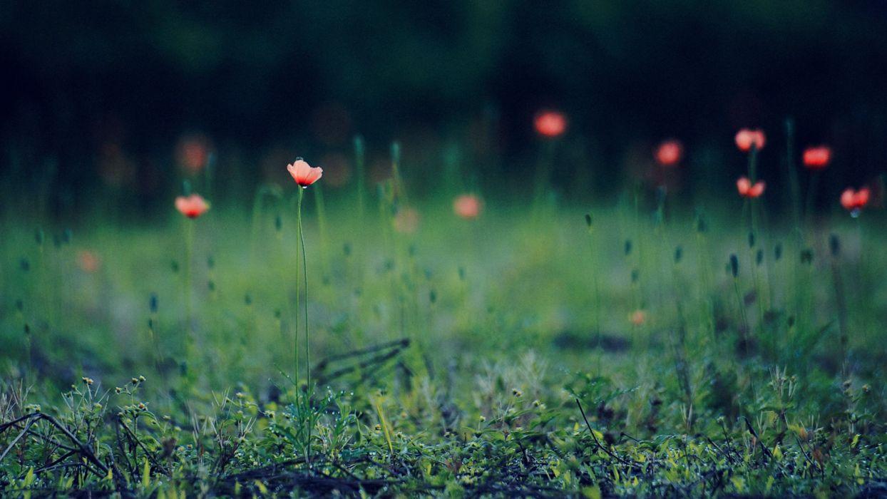 Depth Of Field Wallpapers - Wallpaper Cave