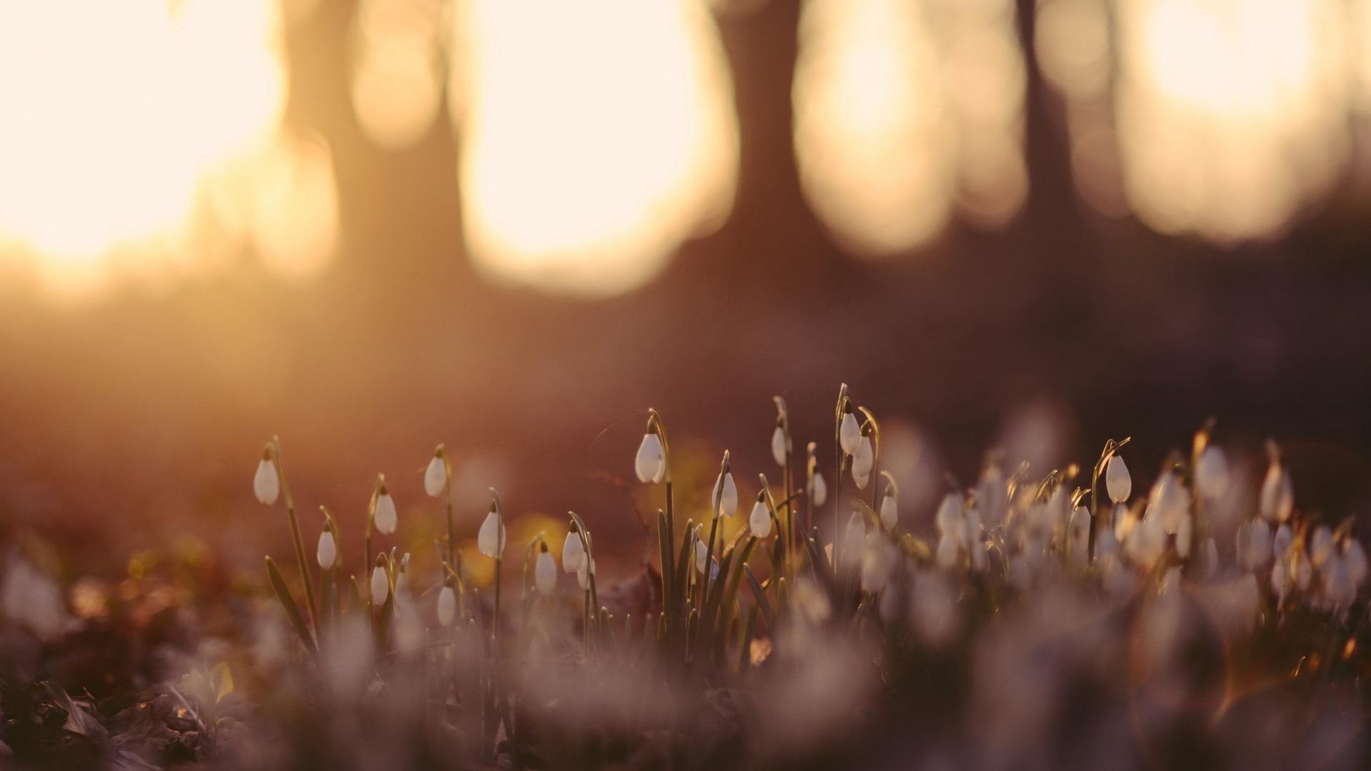 Depth Of Field Wallpapers - Wallpaper Cave