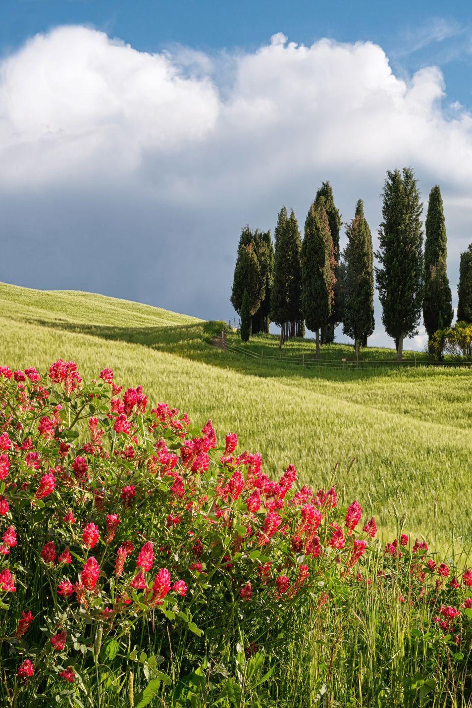 Meadow Flowers On A Tuscany Hillside Wallpapers - Wallpaper Cave