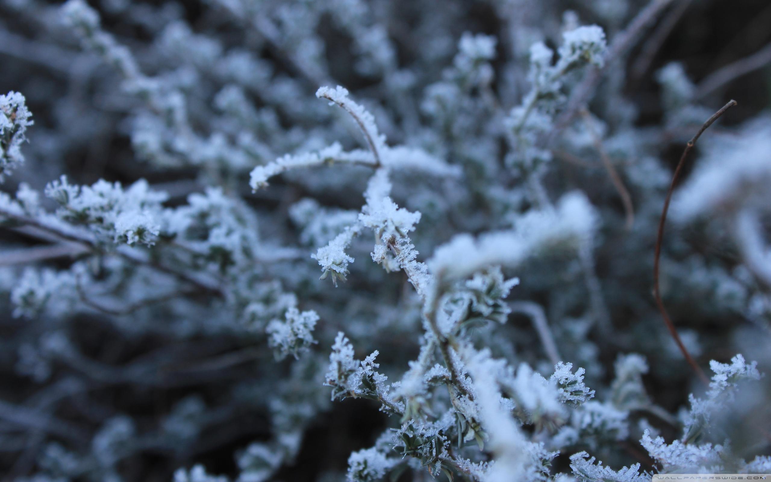 Shawn Frost Wallpapers - Wallpaper Cave