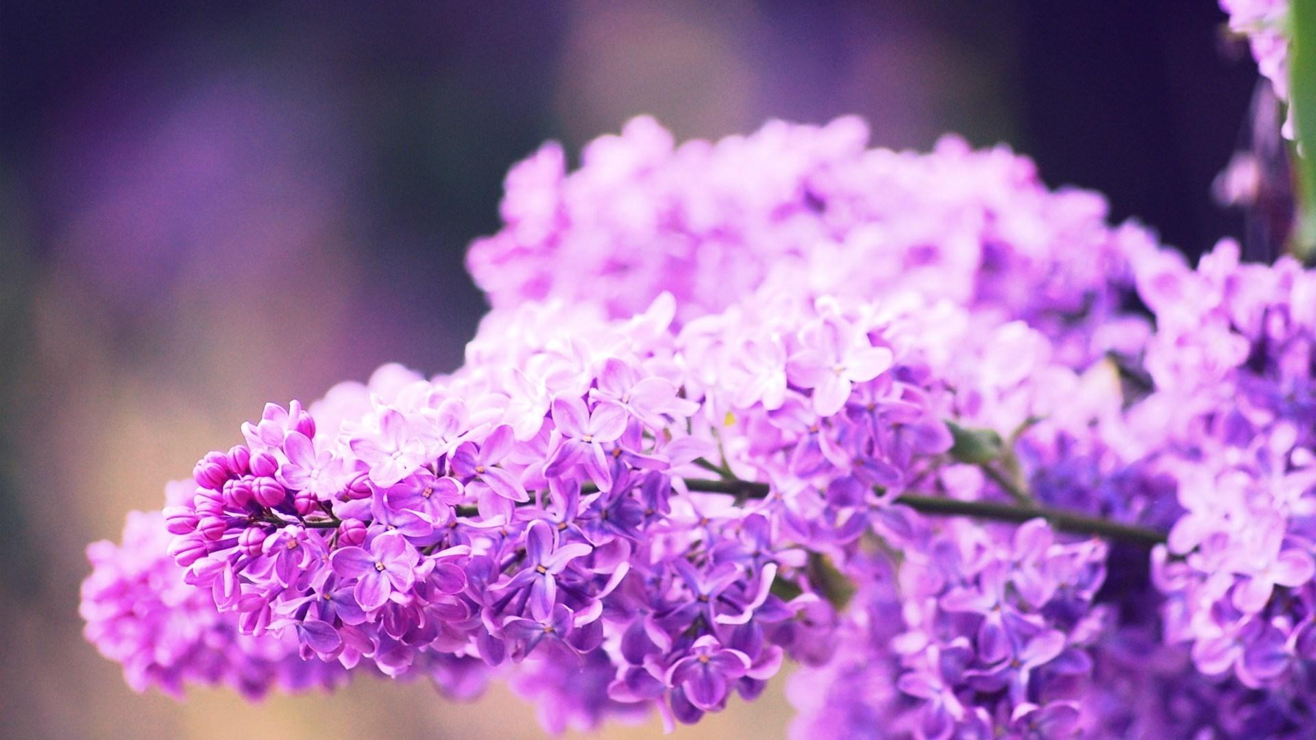 Lovely Lilacs Wallpapers - Wallpaper Cave