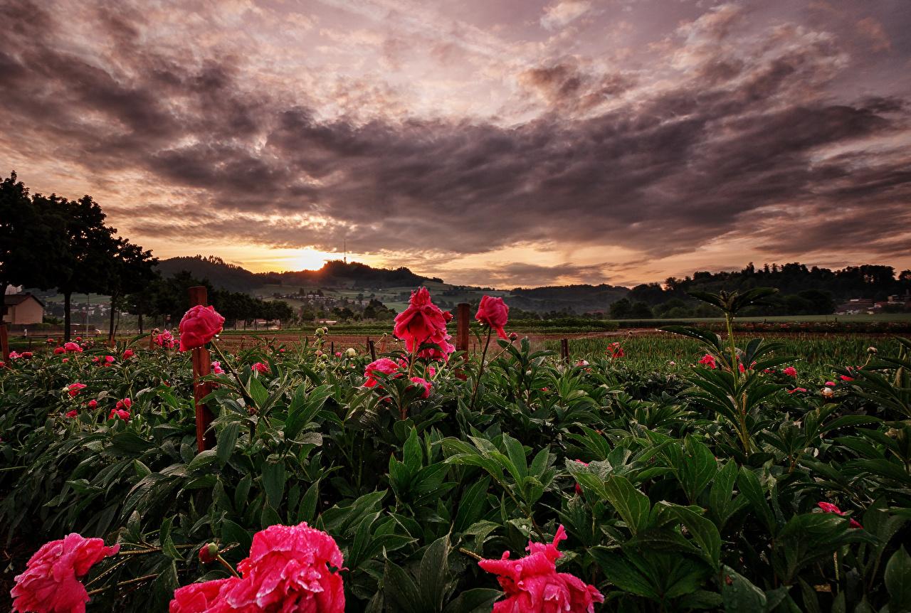 Peonies At Sunset Wallpapers - Wallpaper Cave
