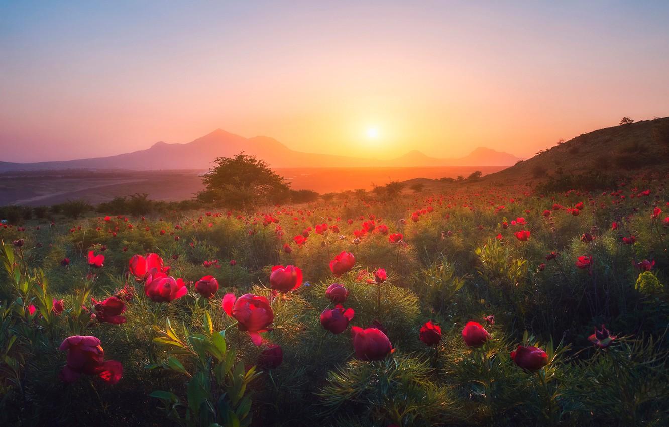 Peonies At Sunset Wallpapers - Wallpaper Cave