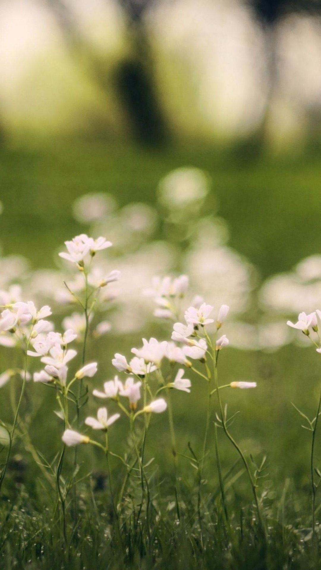 Boho Girl Field Of Flowers Wallpapers - Wallpaper Cave