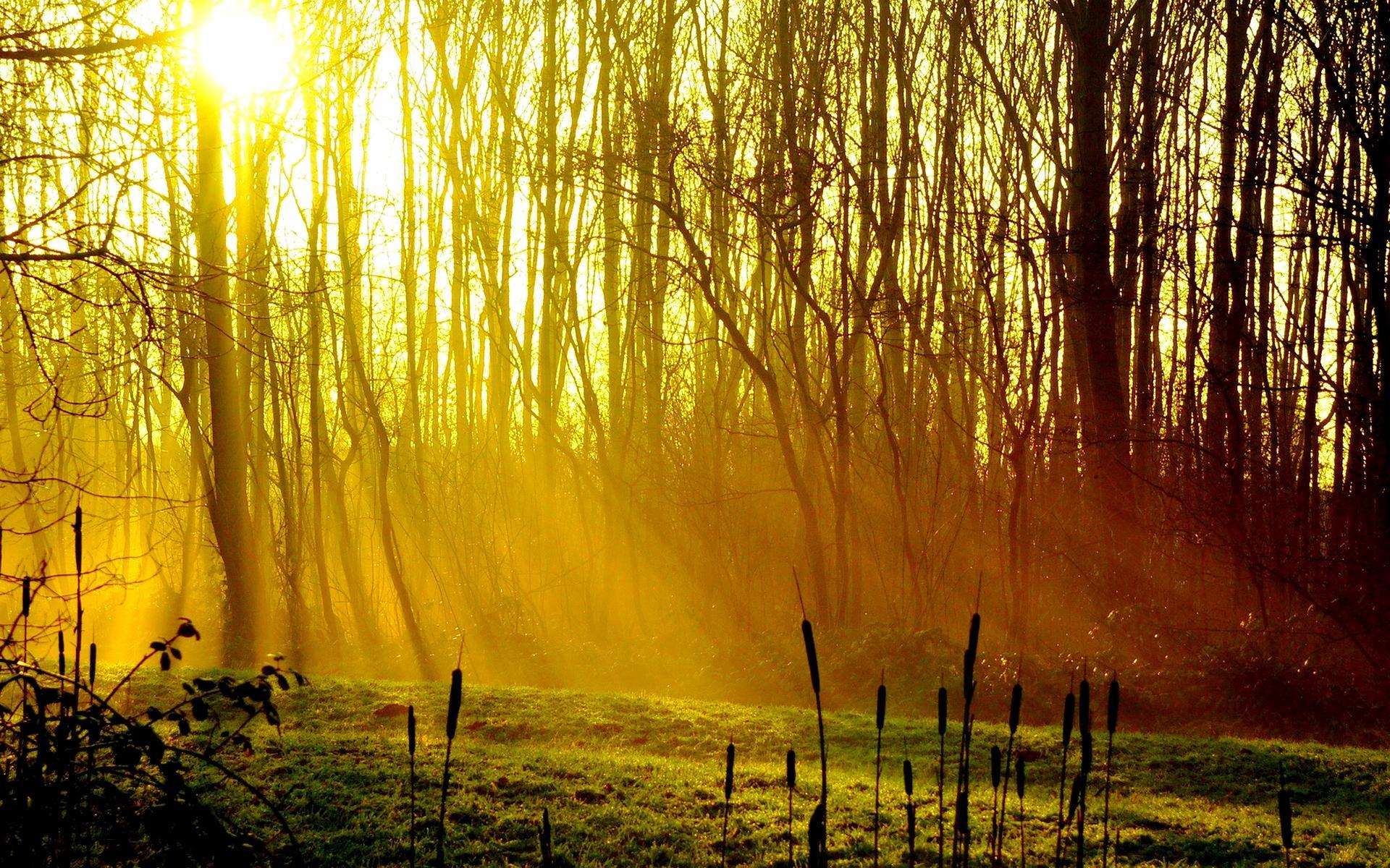 Summer Shine Wallpapers - Wallpaper Cave