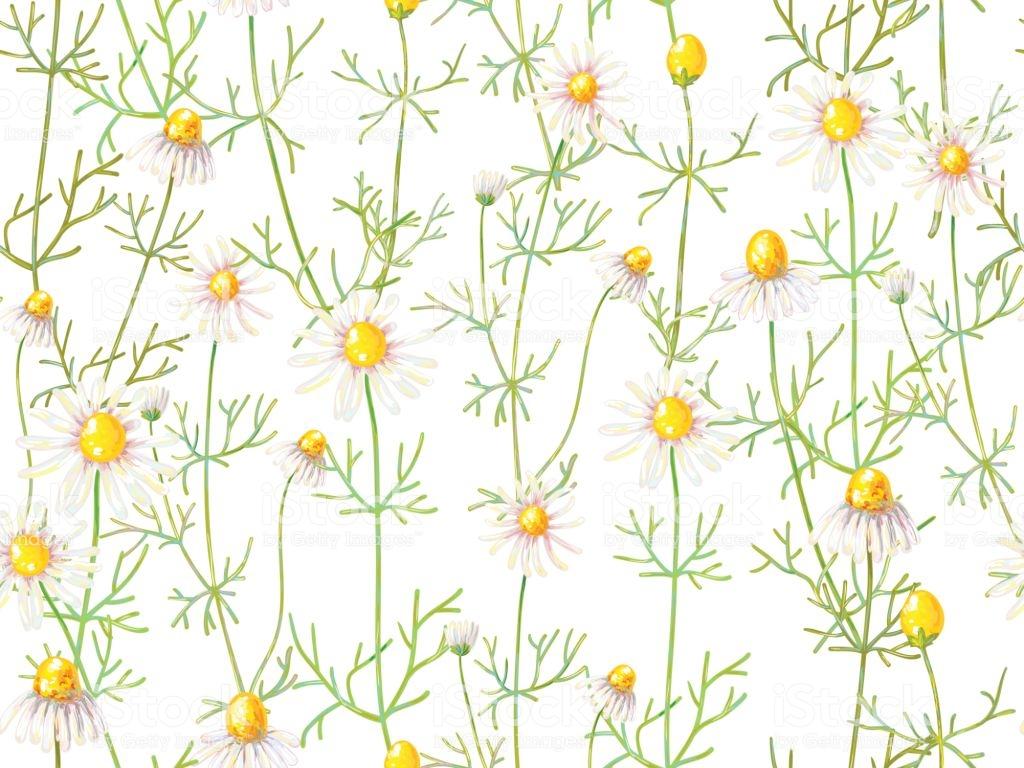 Chamomiles Wallpapers - Wallpaper Cave