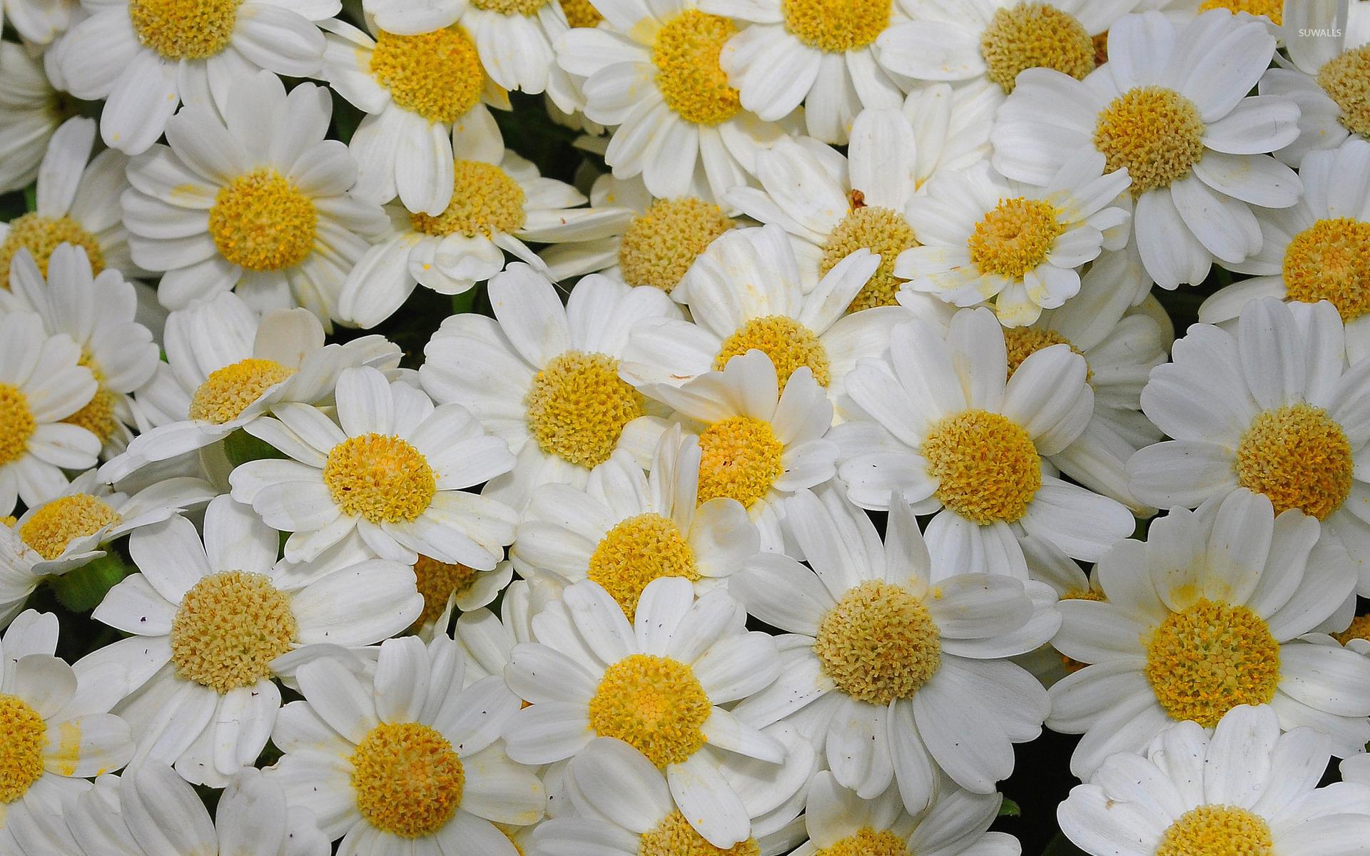 Chamomiles Wallpapers - Wallpaper Cave