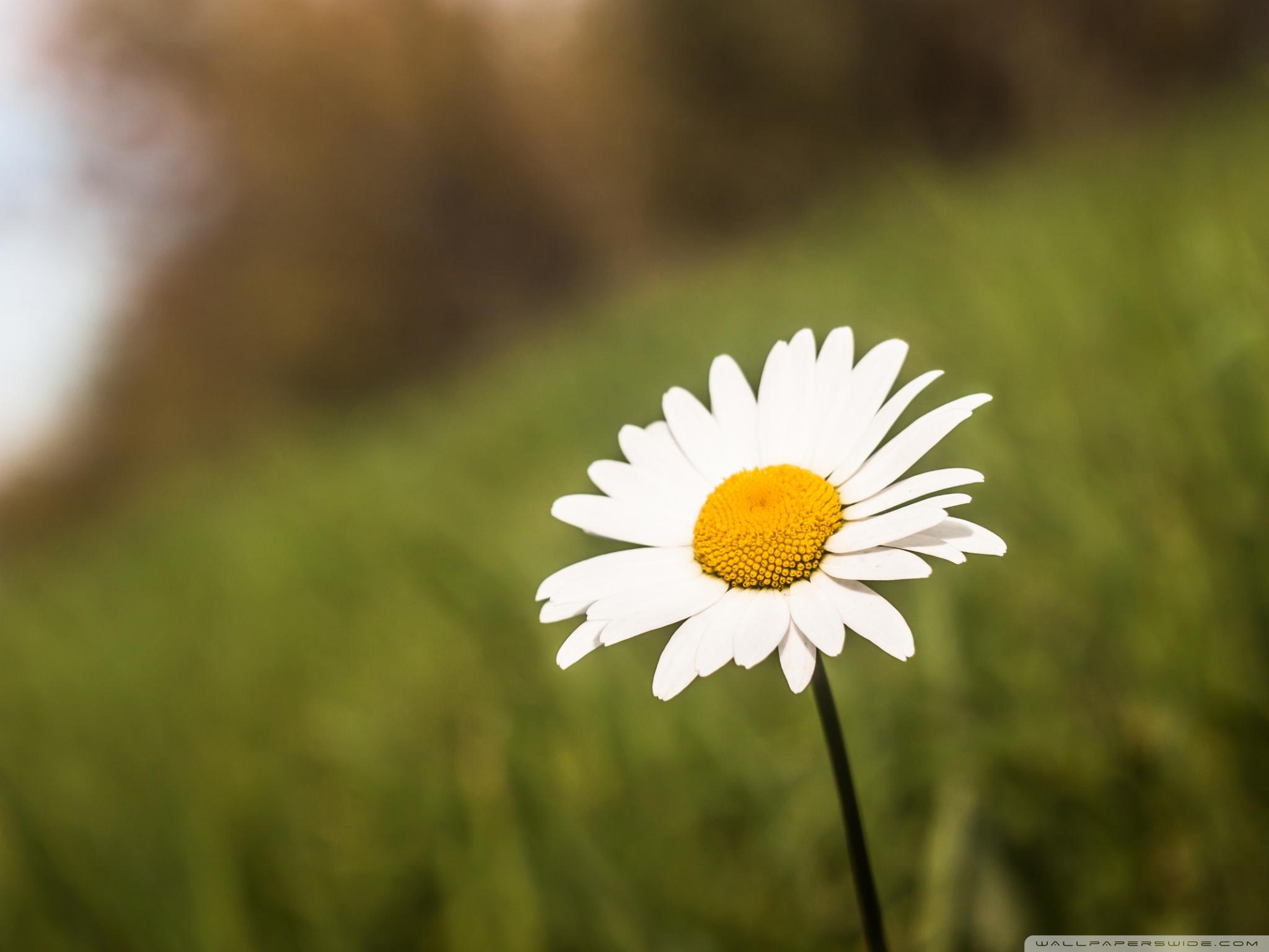 Chamomiles Wallpapers - Wallpaper Cave