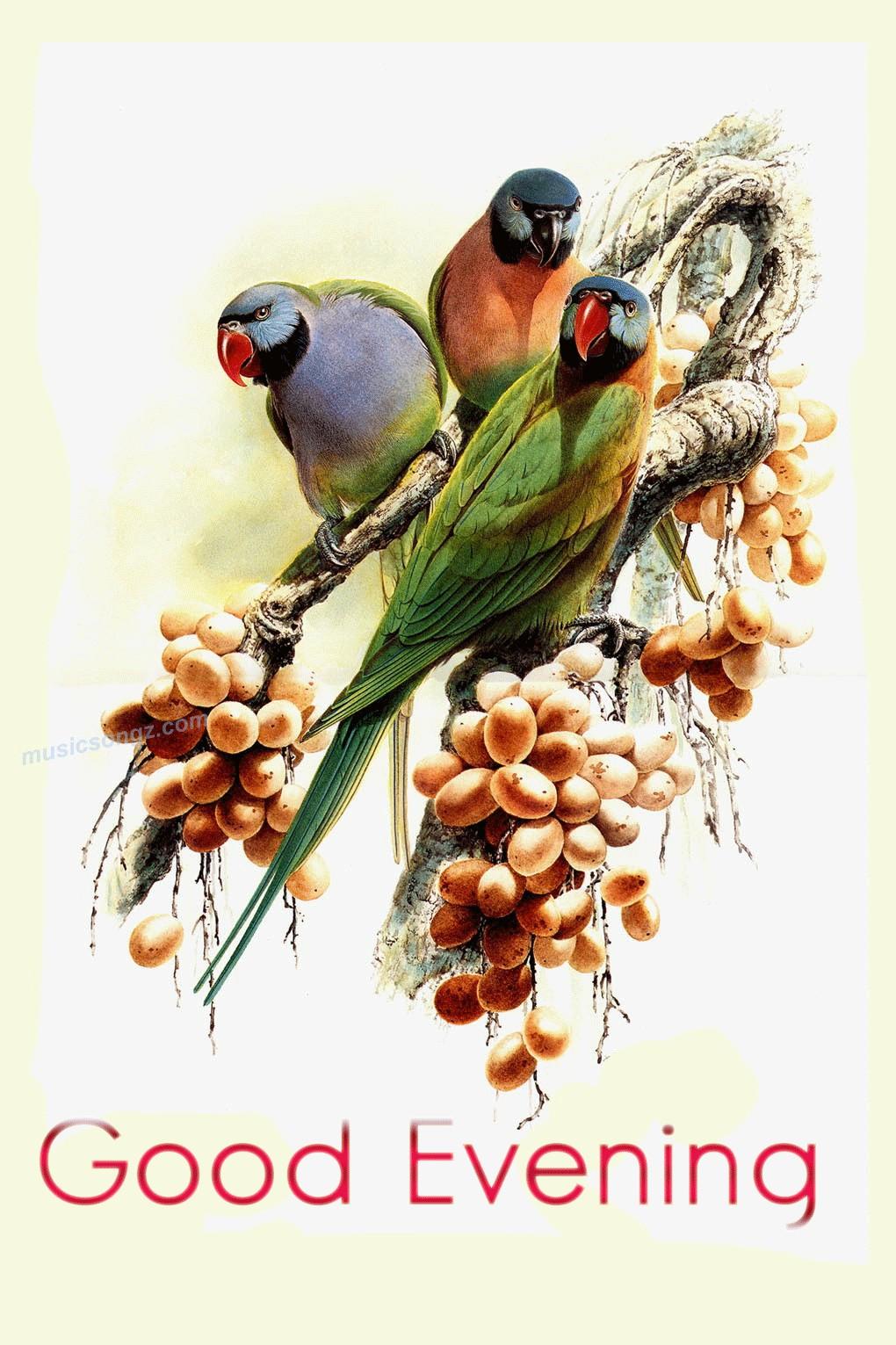 Evening Birds Wallpapers - Wallpaper Cave