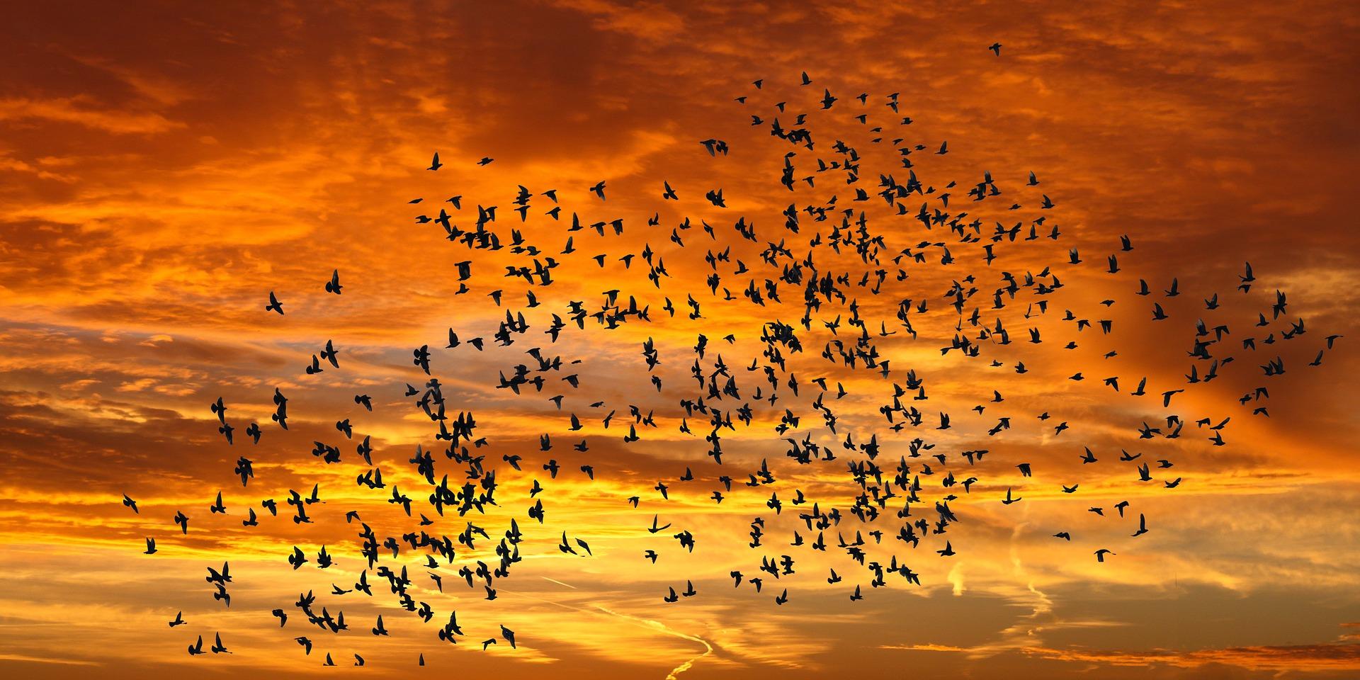 Evening Birds Wallpapers - Wallpaper Cave