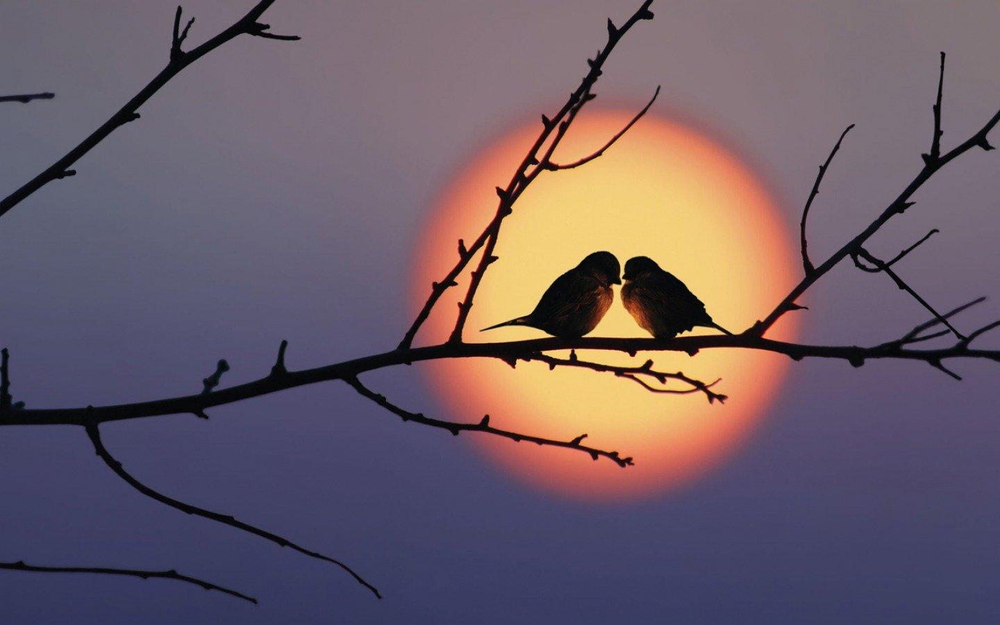 Evening Birds Wallpapers - Wallpaper Cave