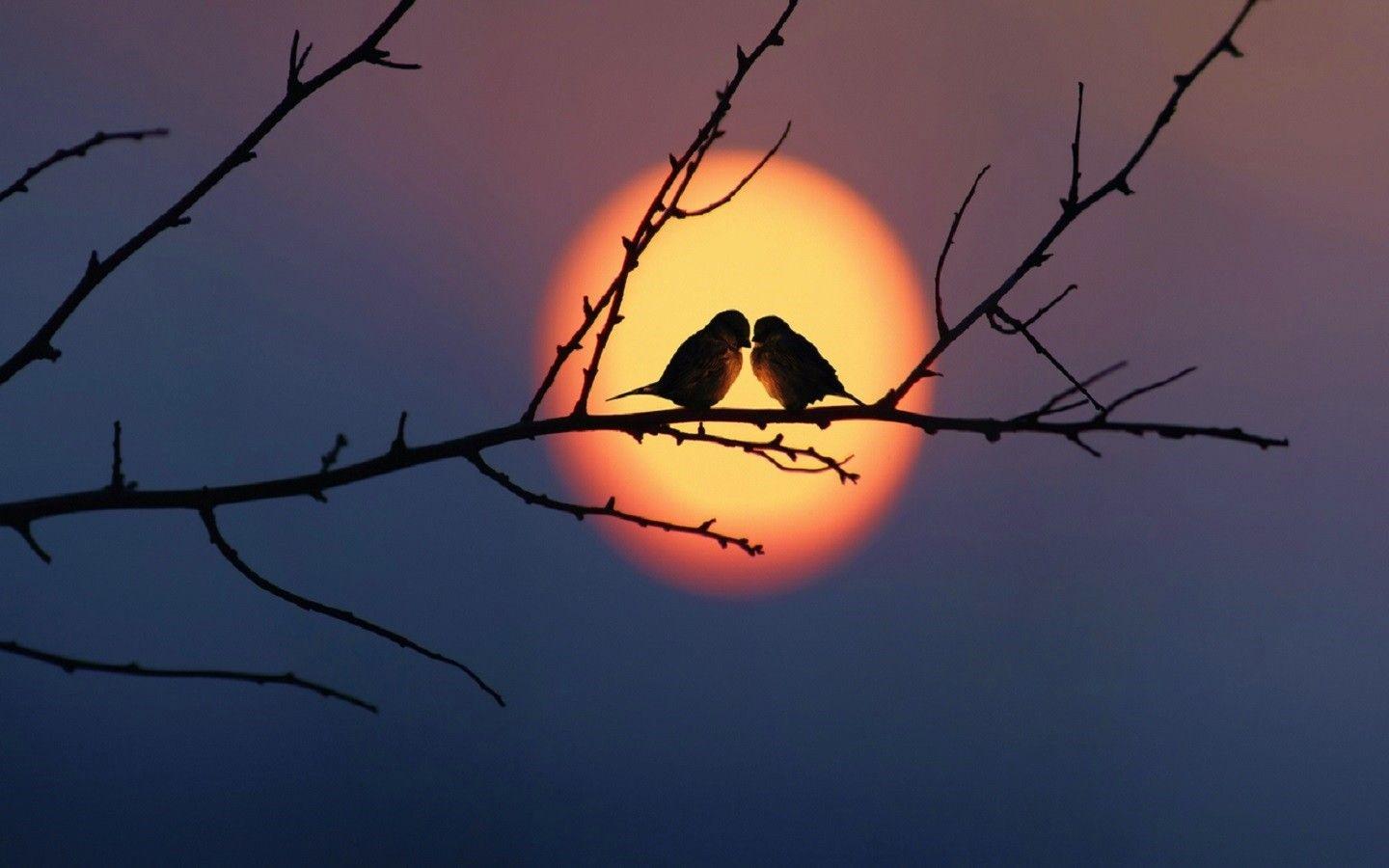 Evening Birds Wallpapers - Wallpaper Cave
