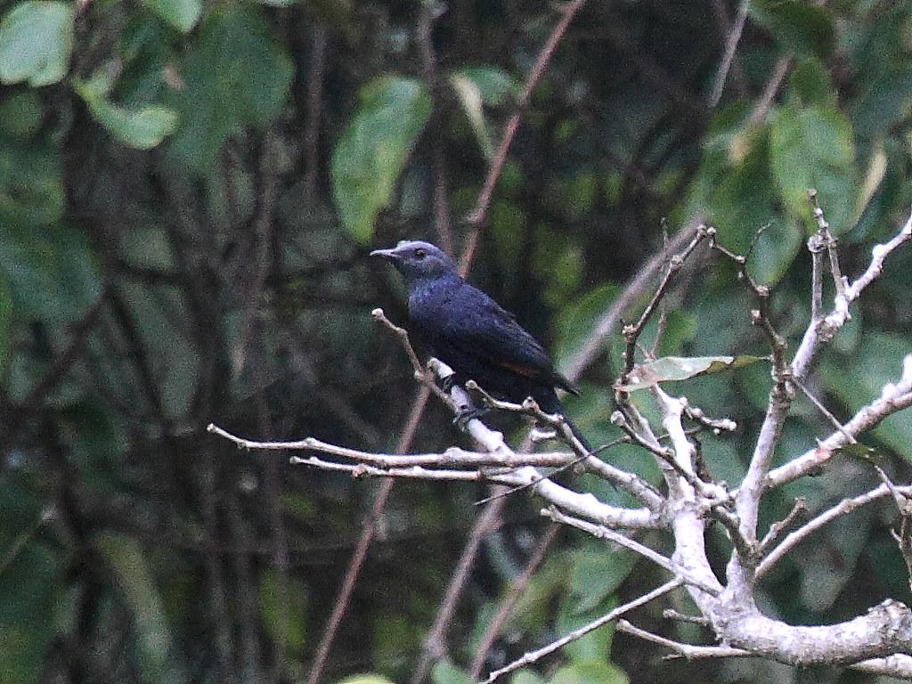 Waller's Starling Wallpapers - Wallpaper Cave