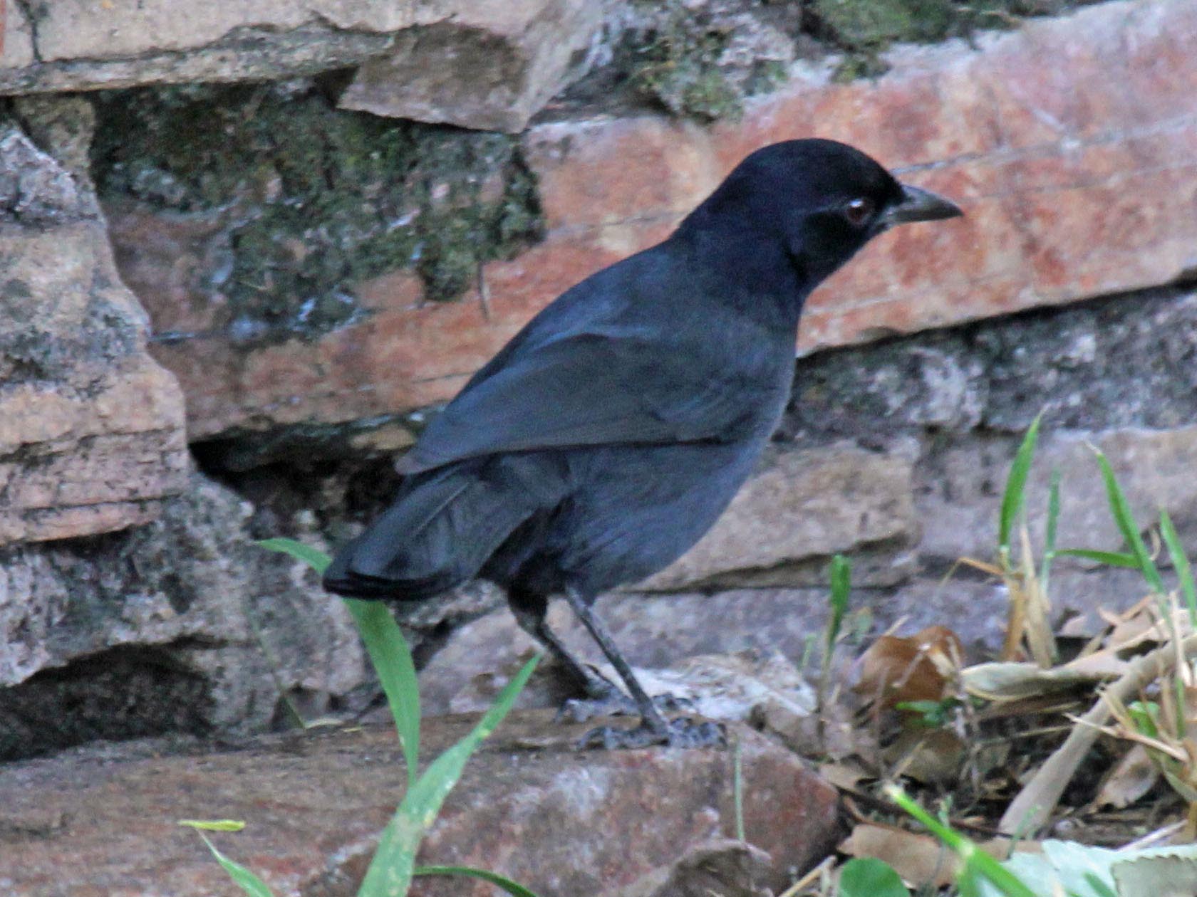 Waller's Starling Wallpapers - Wallpaper Cave