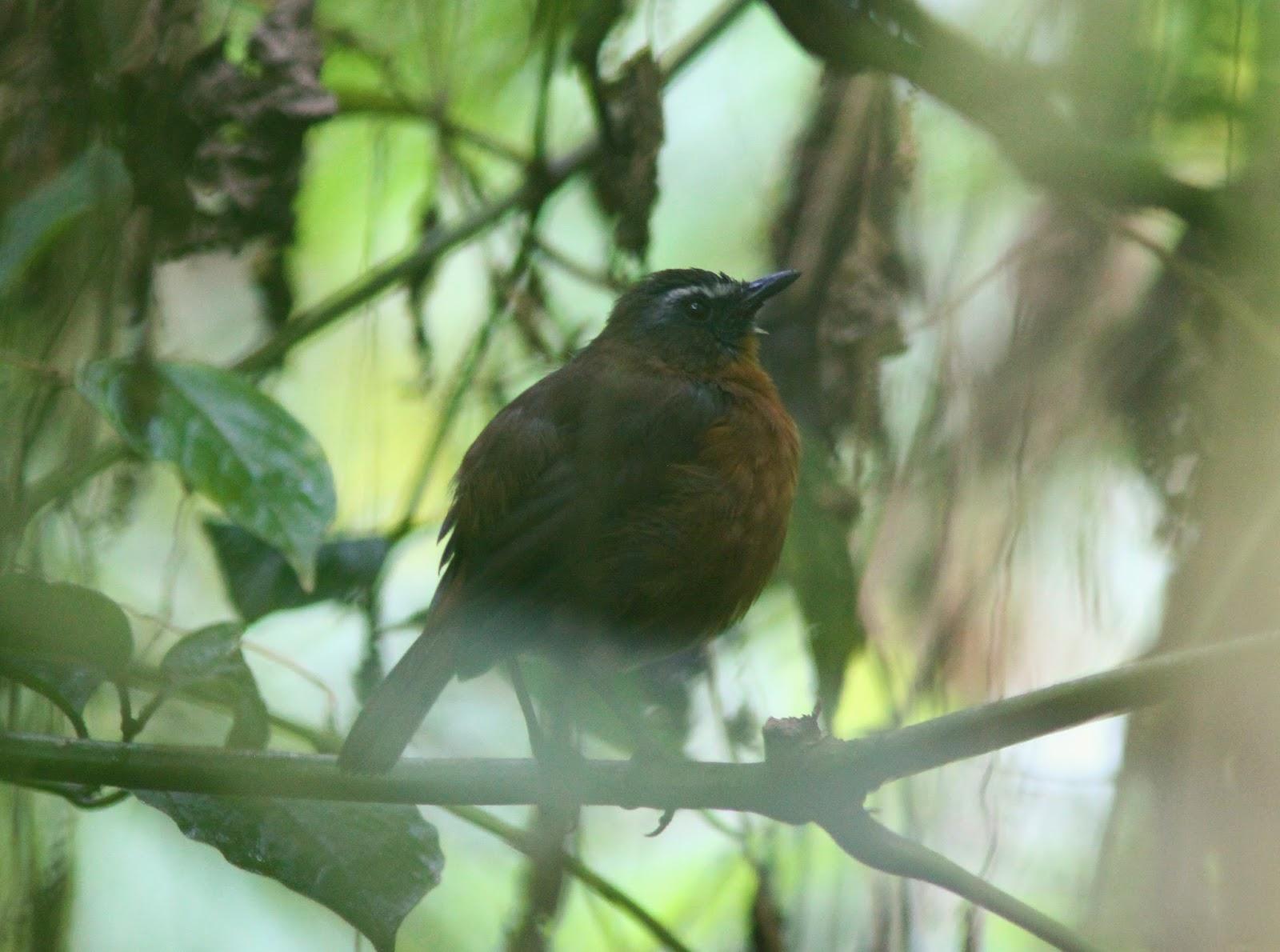 Waller's Starling Wallpapers - Wallpaper Cave