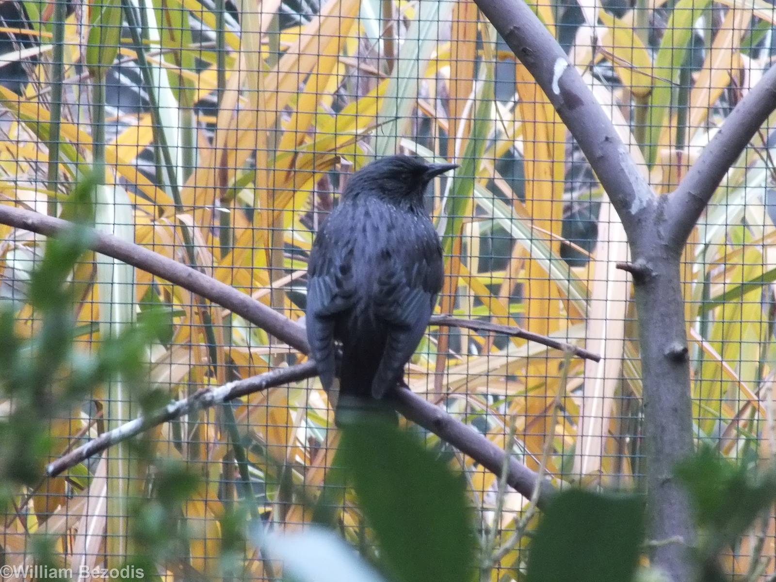 Waller's Starling Wallpapers - Wallpaper Cave