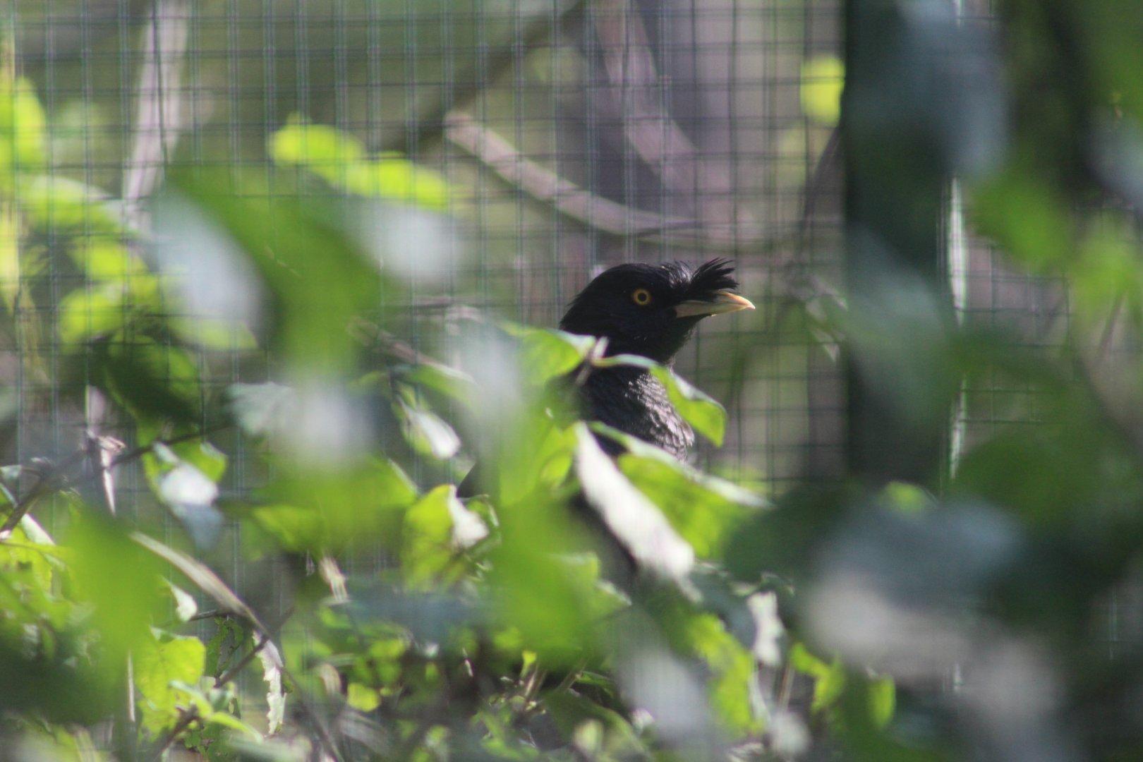 Waller's Starling Wallpapers - Wallpaper Cave