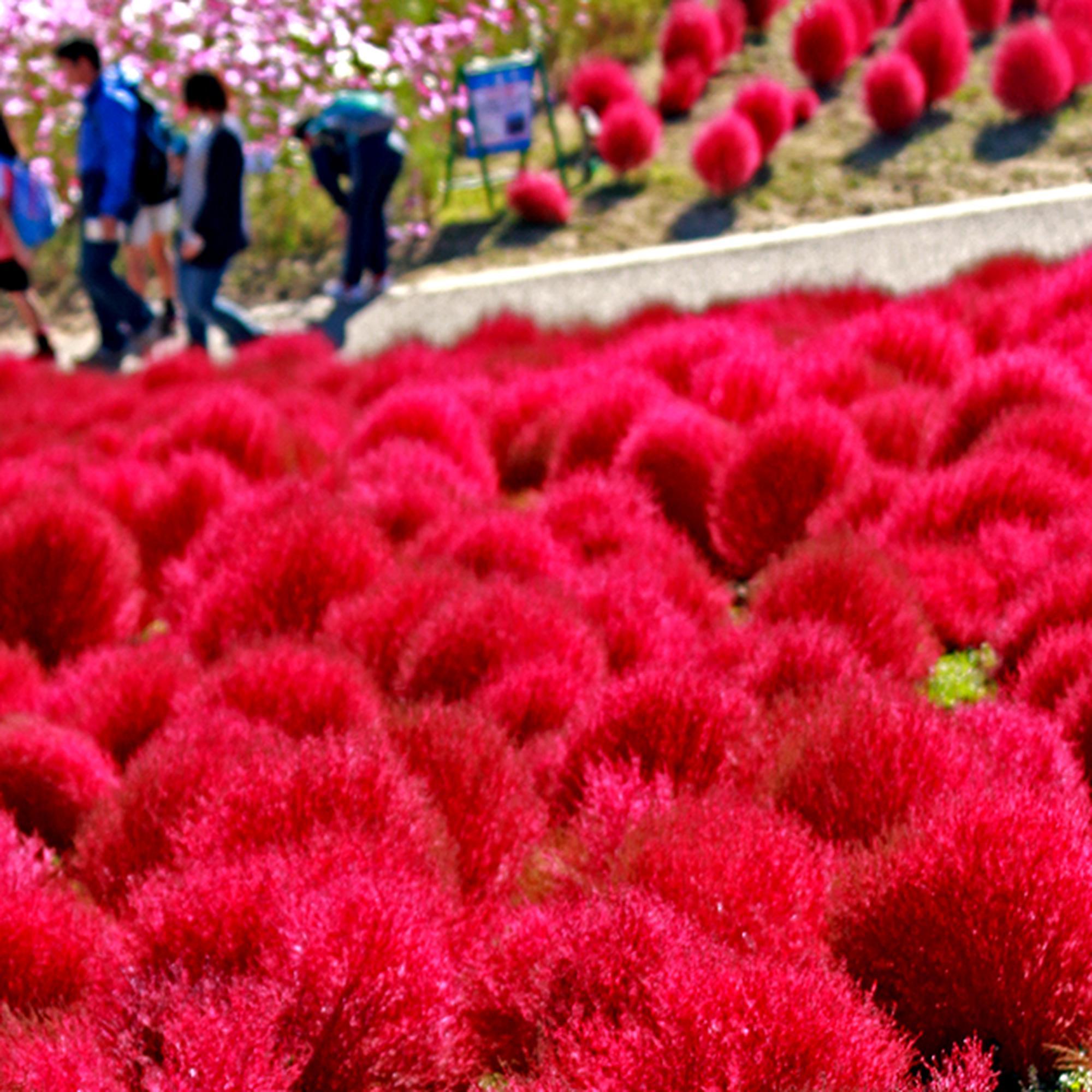 Seaside Floral Rainbow Wallpapers - Wallpaper Cave
