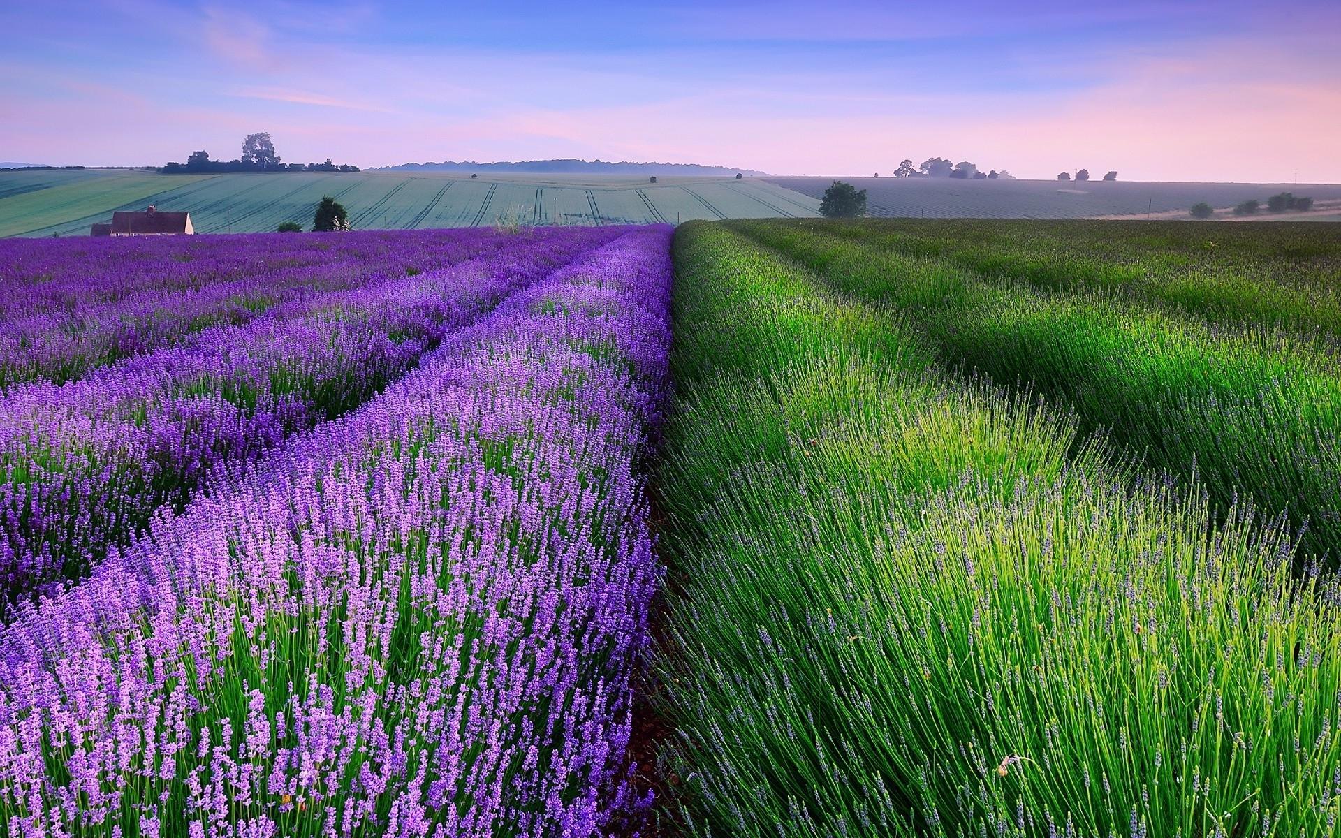 English Lavender Wallpapers - Wallpaper Cave