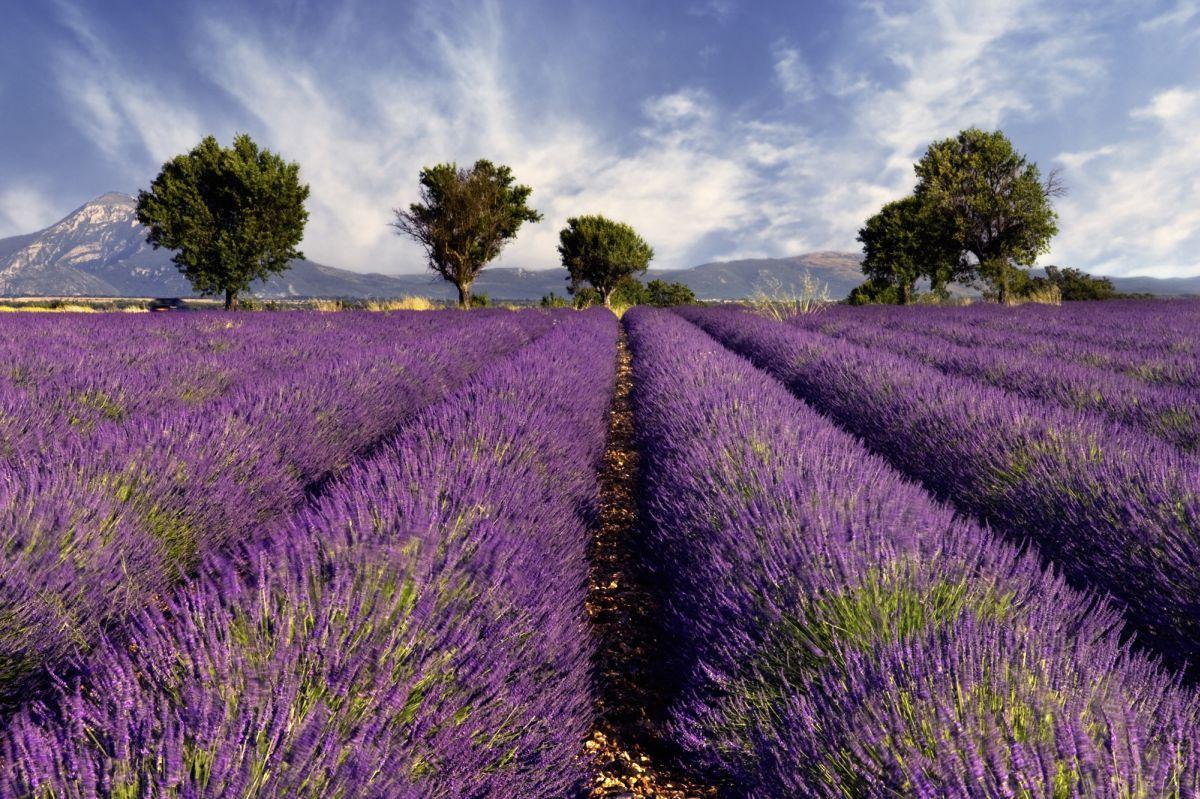 English Lavender Wallpapers - Wallpaper Cave