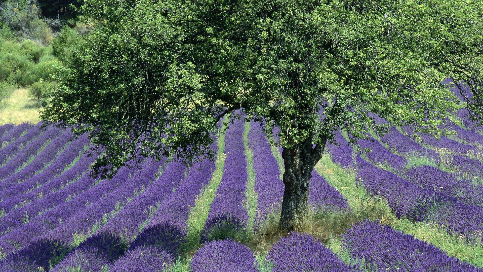 English Lavender Wallpapers - Wallpaper Cave