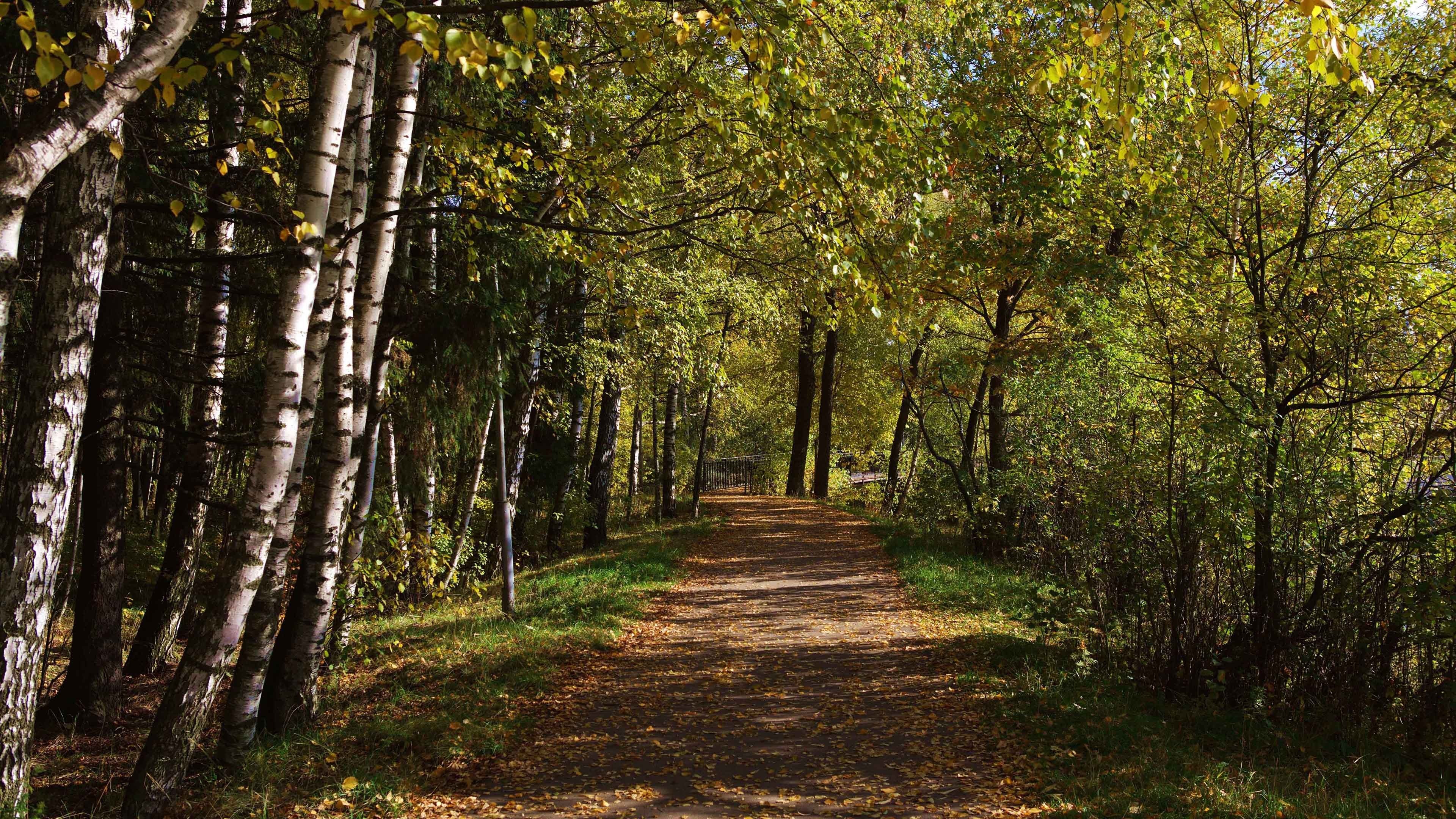 Forest Path Wallpapers - Wallpaper Cave
