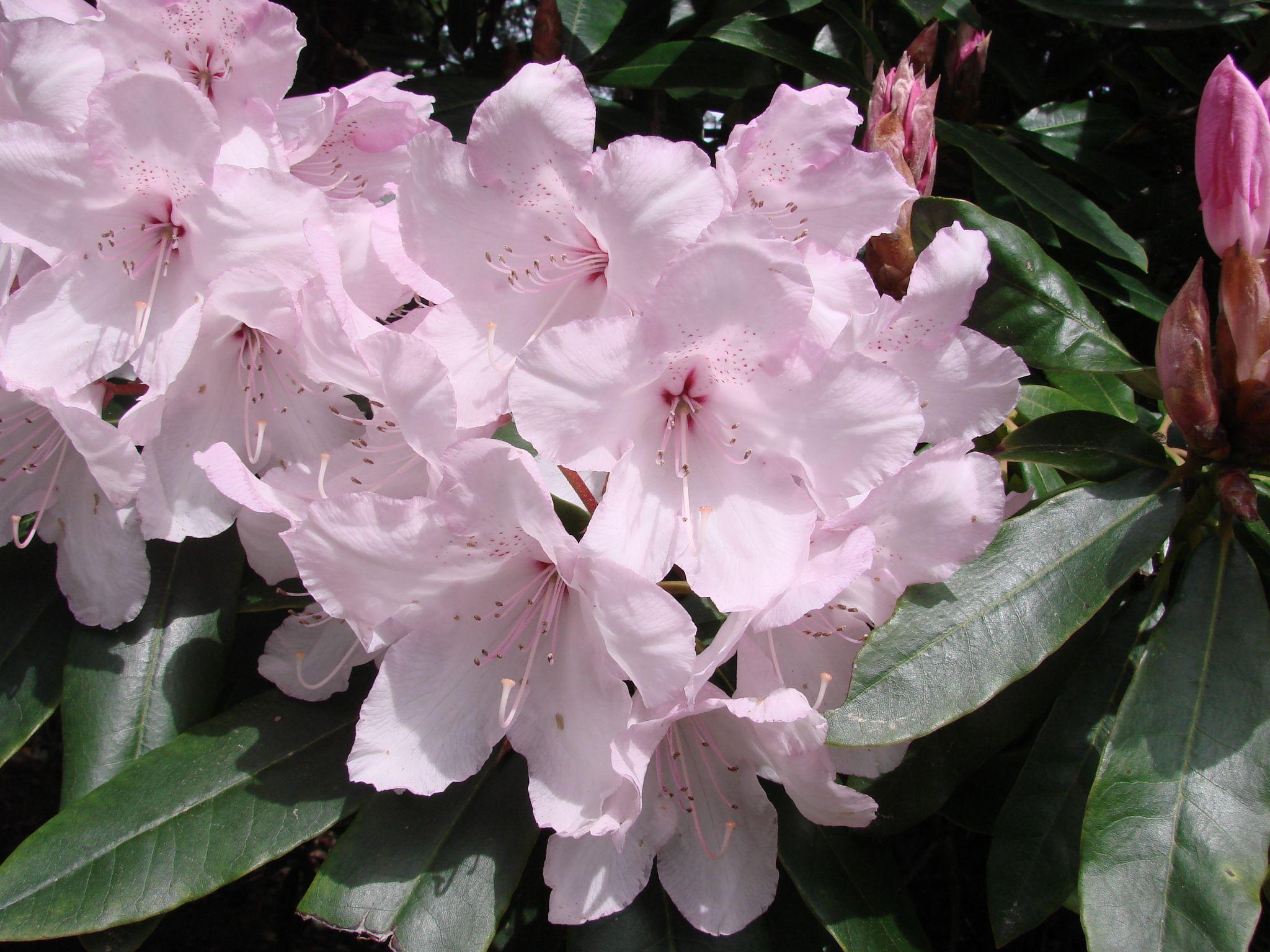 Rhododendron West Virginia Wallpapers - Wallpaper Cave