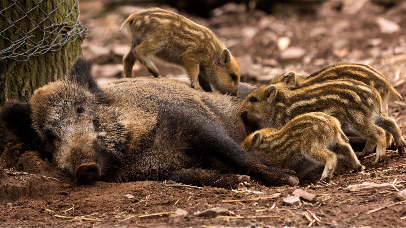 Wild Pigs Wallpapers - Wallpaper Cave