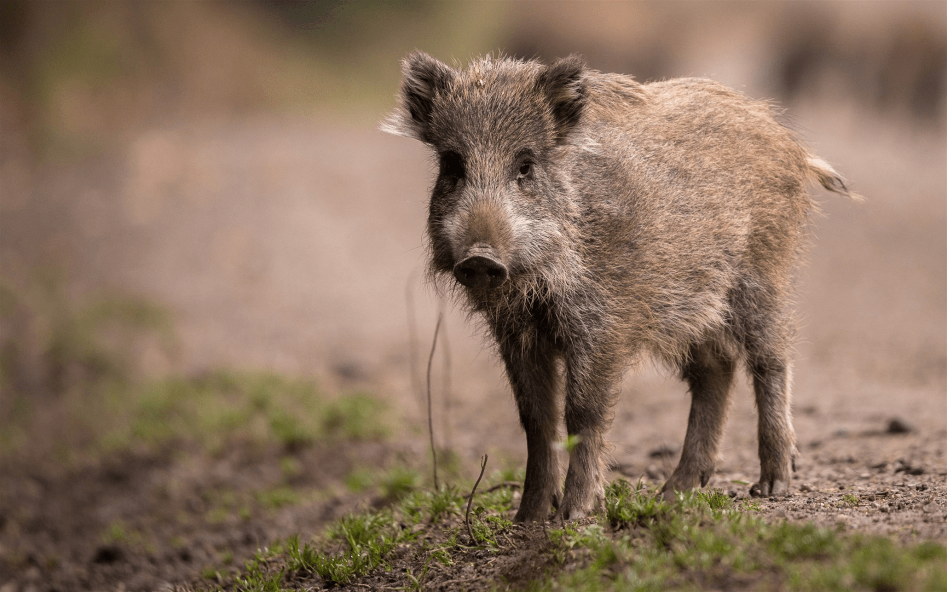 Wild Pigs Wallpapers - Wallpaper Cave