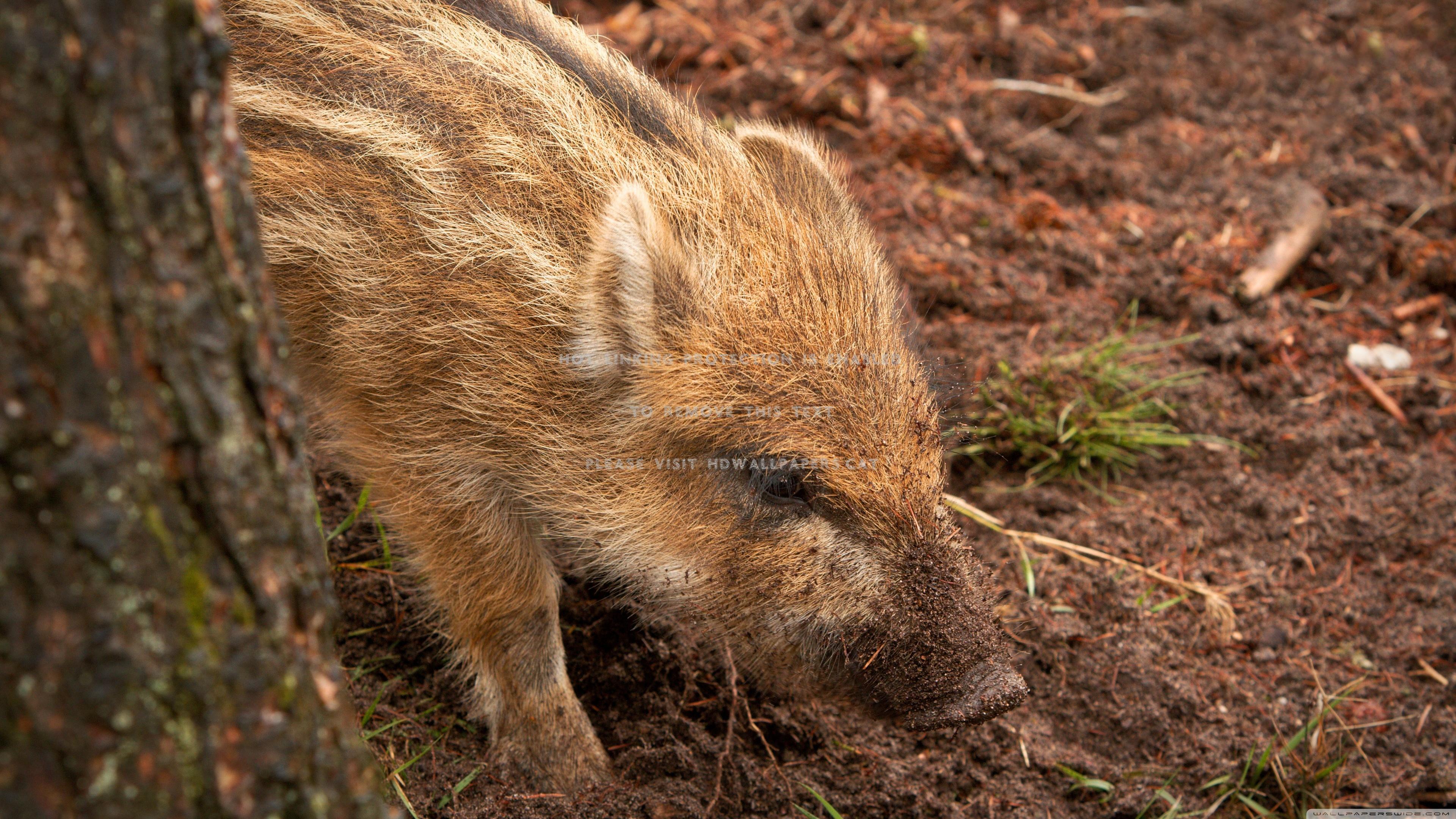 Wild Pigs Wallpapers - Wallpaper Cave