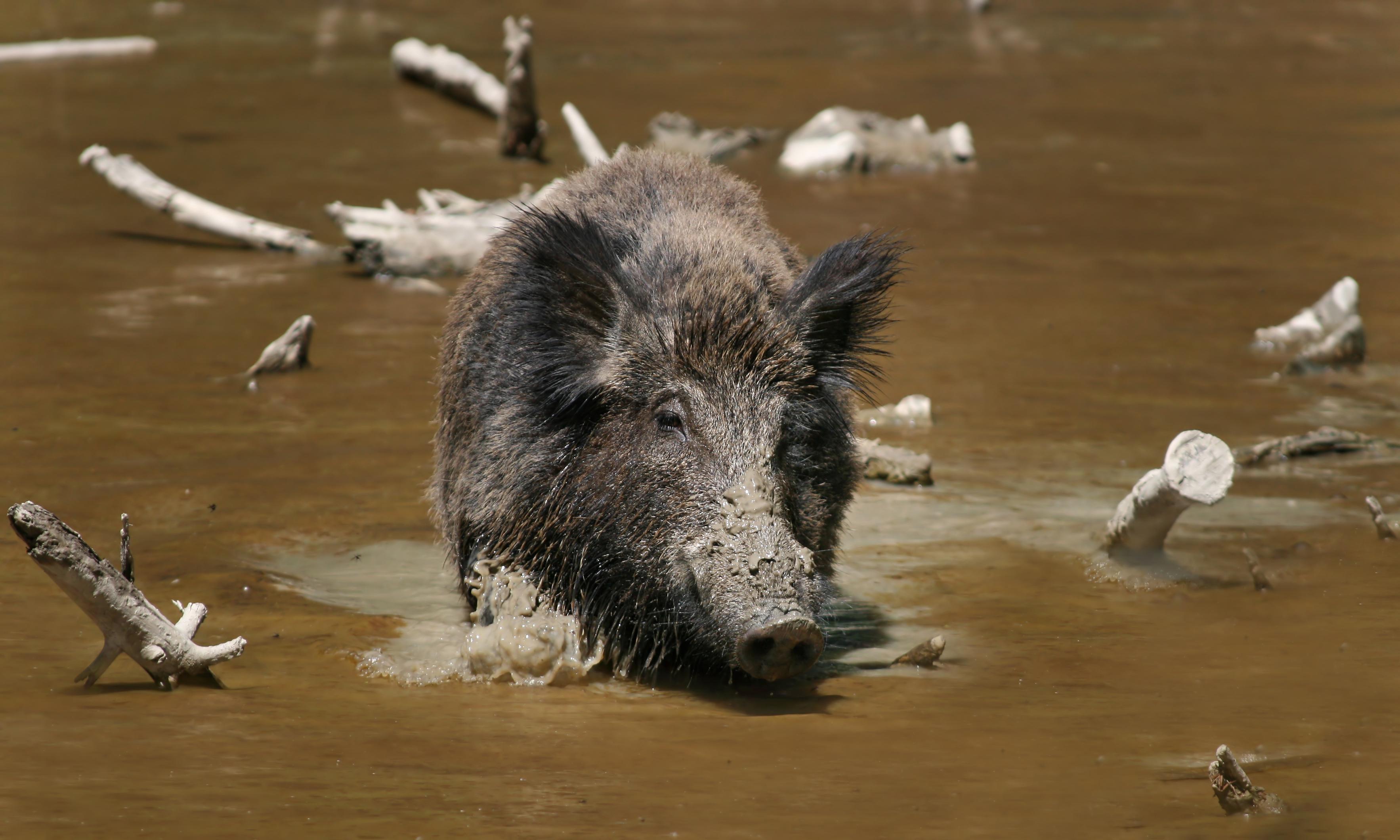 Wild Pigs Wallpapers - Wallpaper Cave