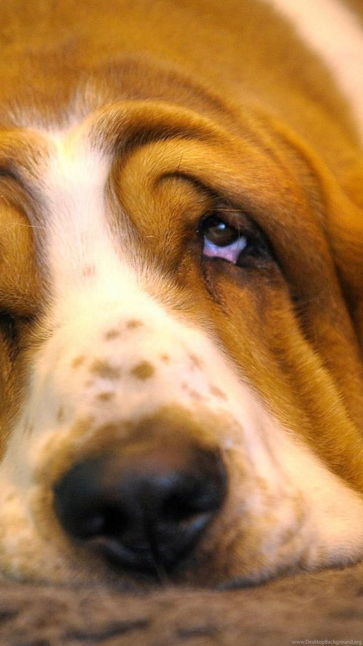 Hound Wallpapers - Wallpaper Cave